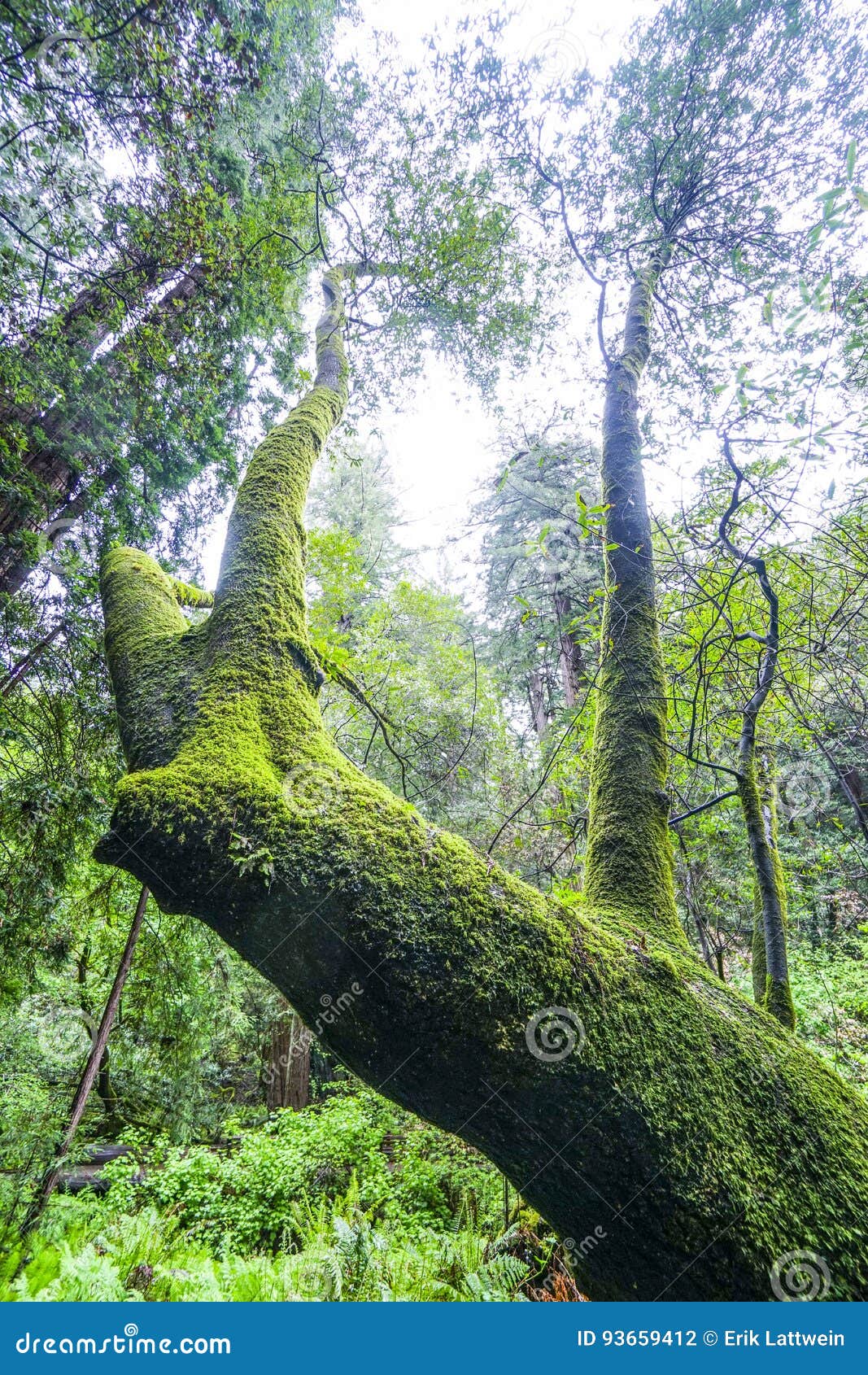 Beautiful Nature - Mossy Trees in the Rain Forest Stock Photo - Image ...