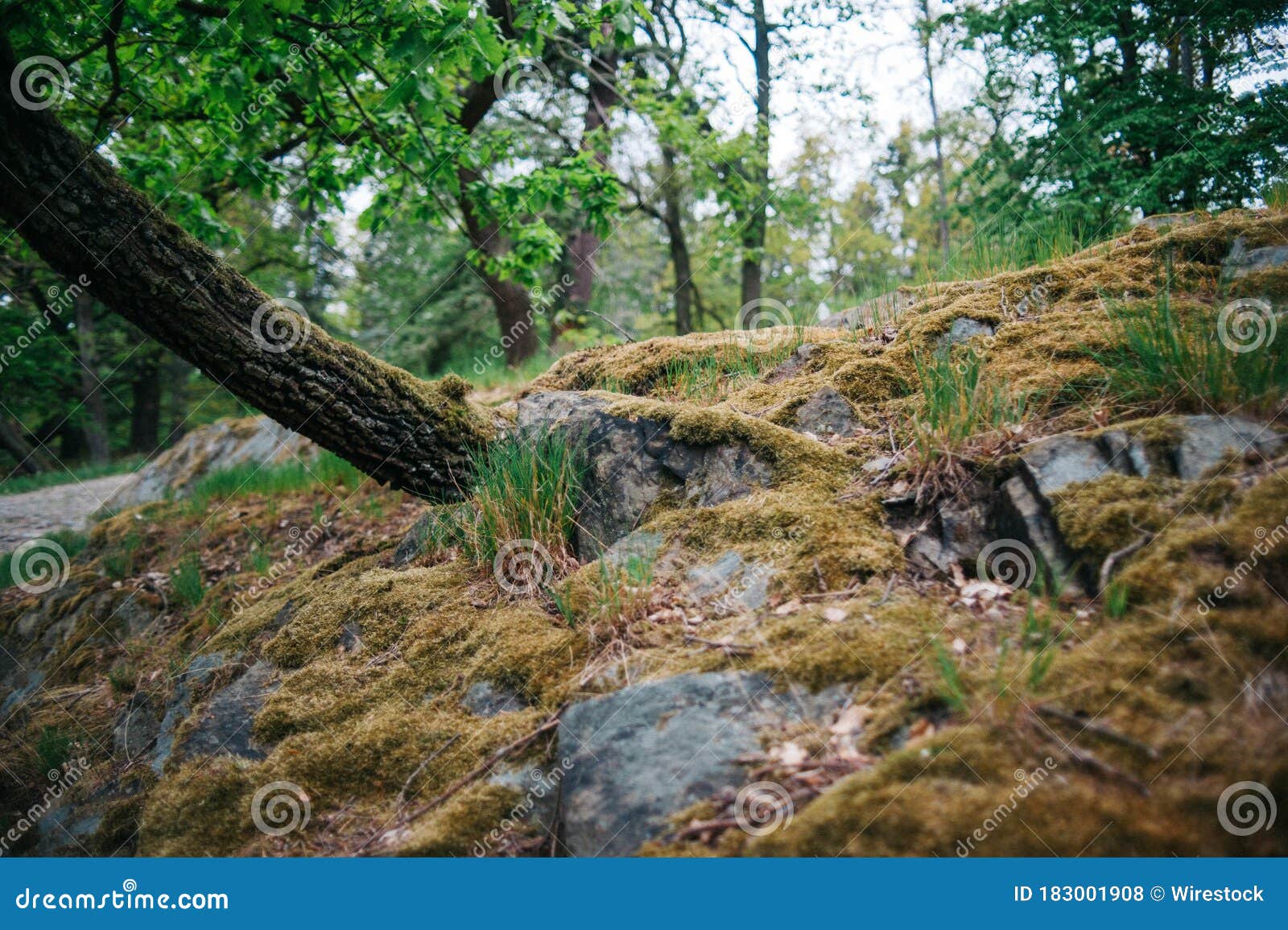 Beautiful Nature in Park Pruhonice in Pruhonice, Czechia Stock Photo ...