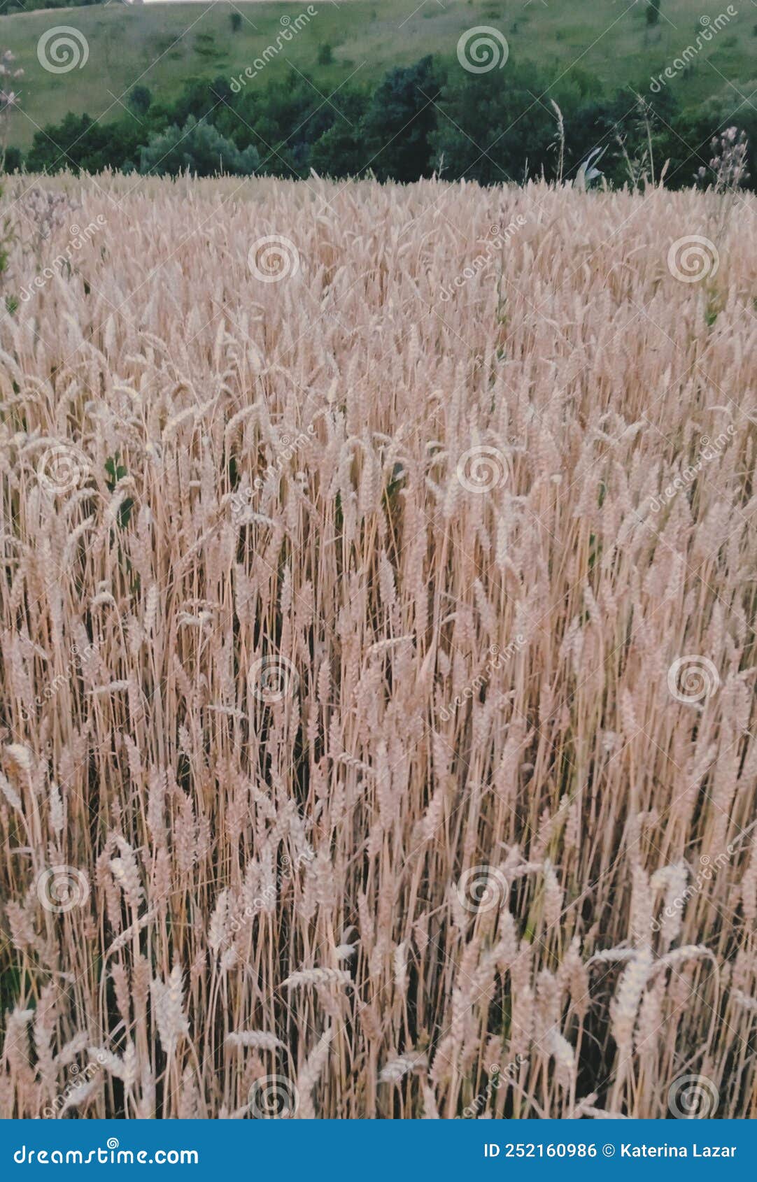 Beautiful Nature. Phoro of Wheat Stock Photo - Image of tree, wheat ...