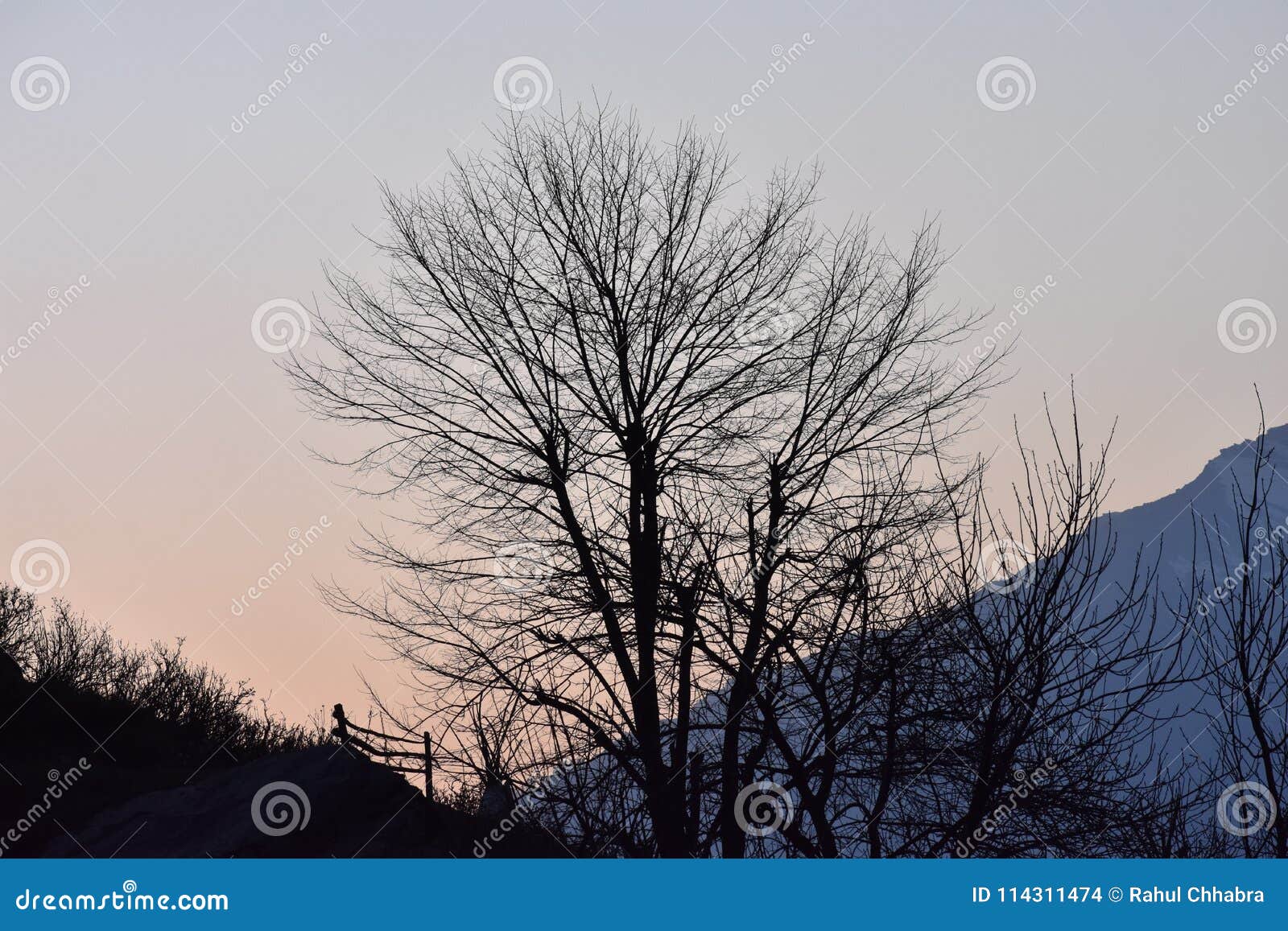 Tree standing tall stock photo. Image of nature, beautiful - 114311474