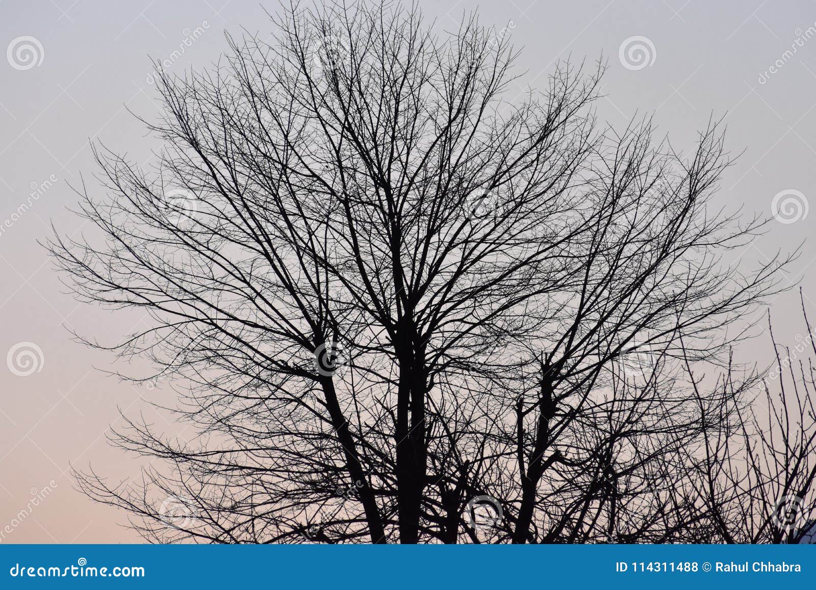 Tree standing tall stock photo. Image of tree, nature - 114311488