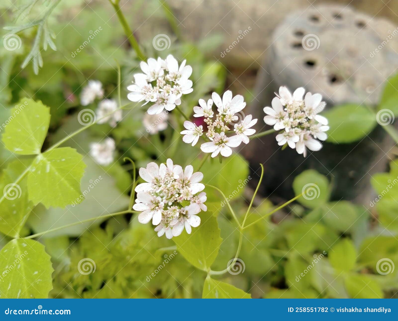 Beautiful nature piks stock photo. Image of leaf, branch - 258551782