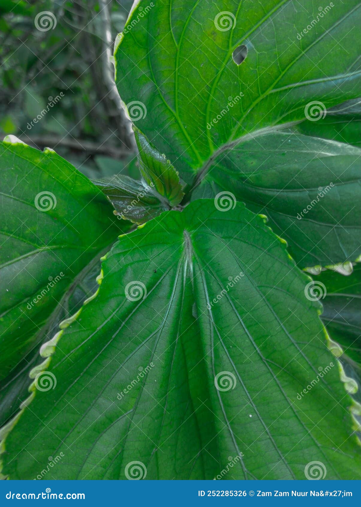 Acalyphinae Subtribe Stock Photos - Free & Royalty-Free Stock Photos ...