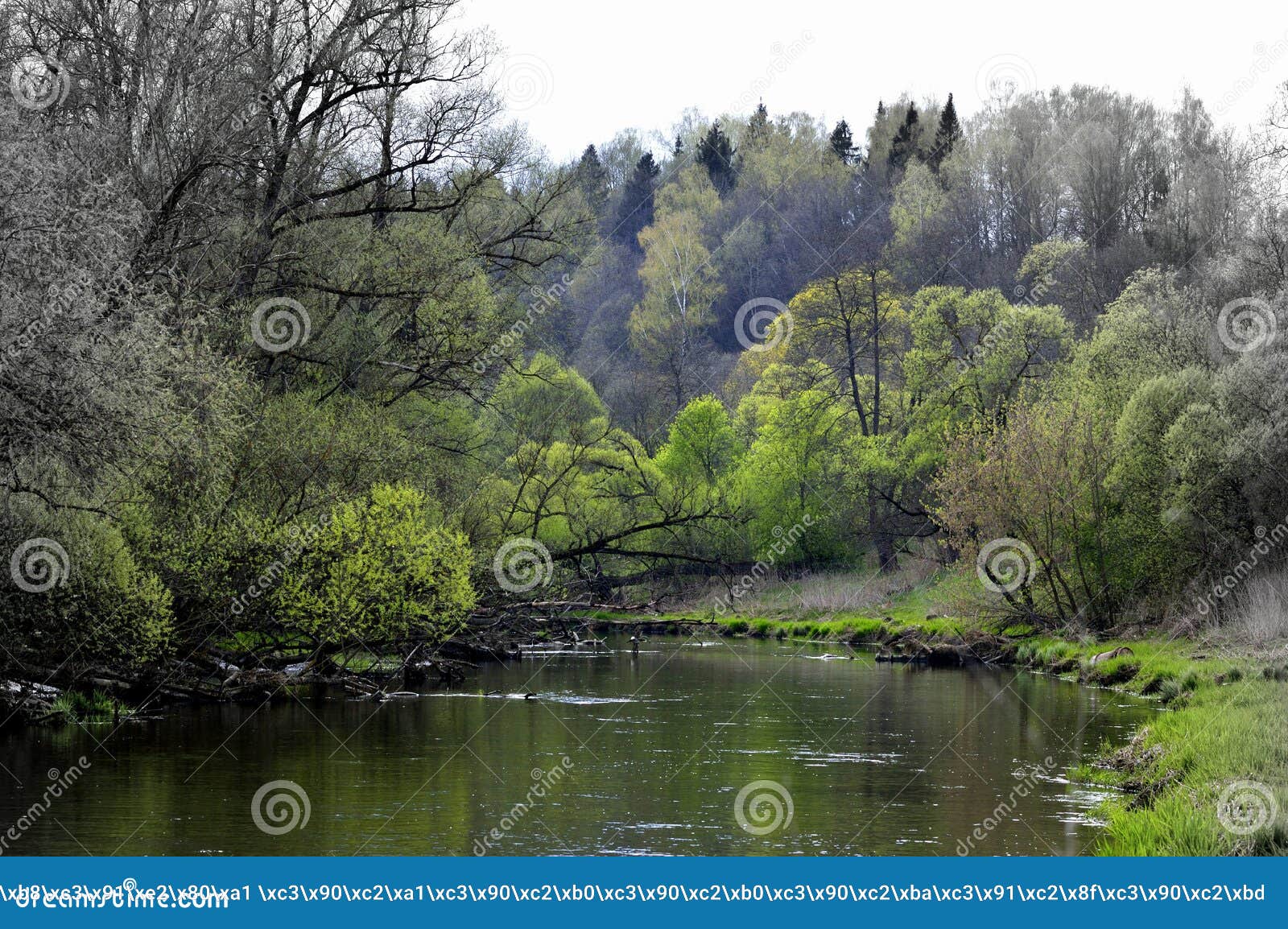 Beautiful nature stock image. Image of forest, nature - 72766367