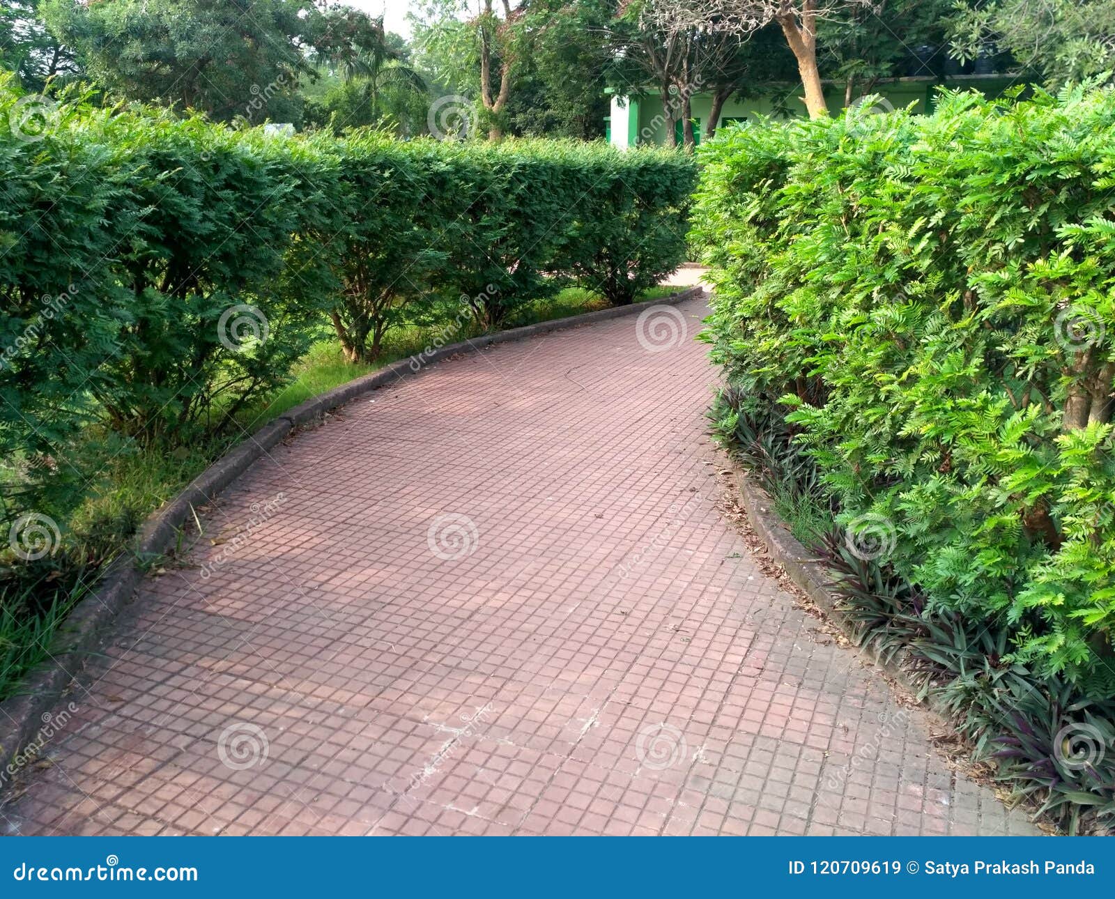 Beautiful Path of Nature with Greenish Hedges Stock Image - Image of ...