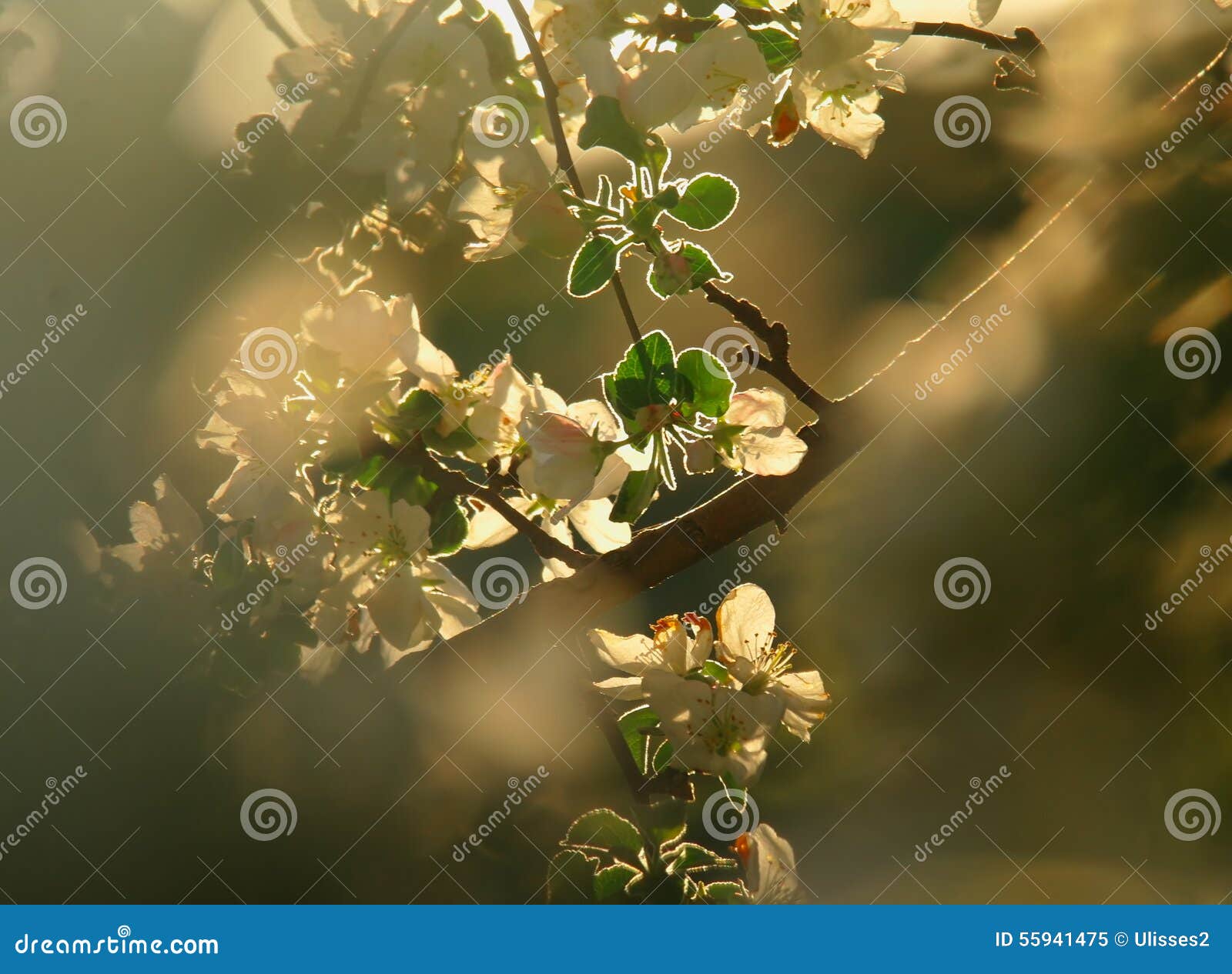 Beautiful Nature Scene with Blooming Tree Stock Image - Image of nature ...