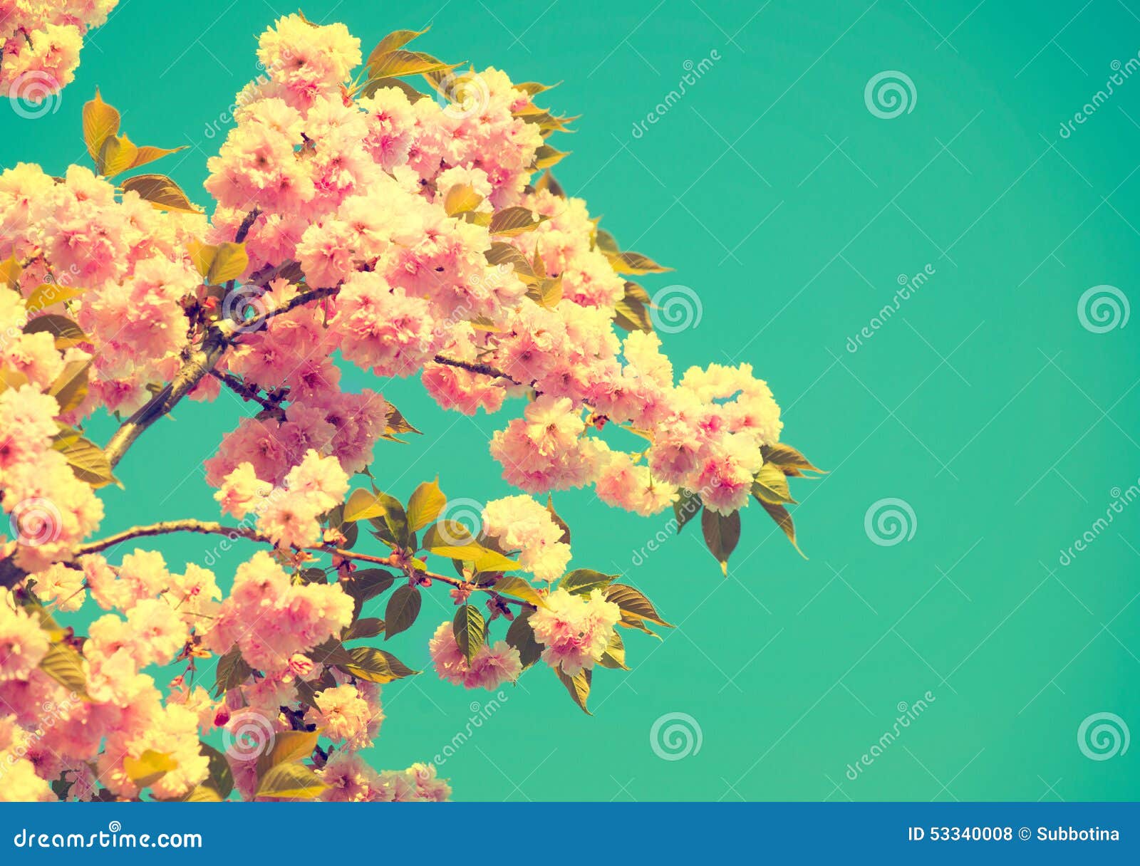 Beautiful Nature Scene with Blooming Tree Stock Photo - Image of ...