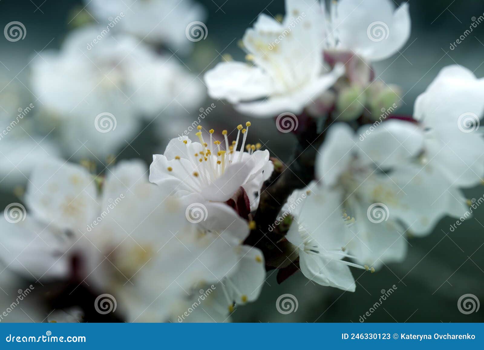 Beautiful Nature Scene with Blooming Tree. Spring Blossom Background ...