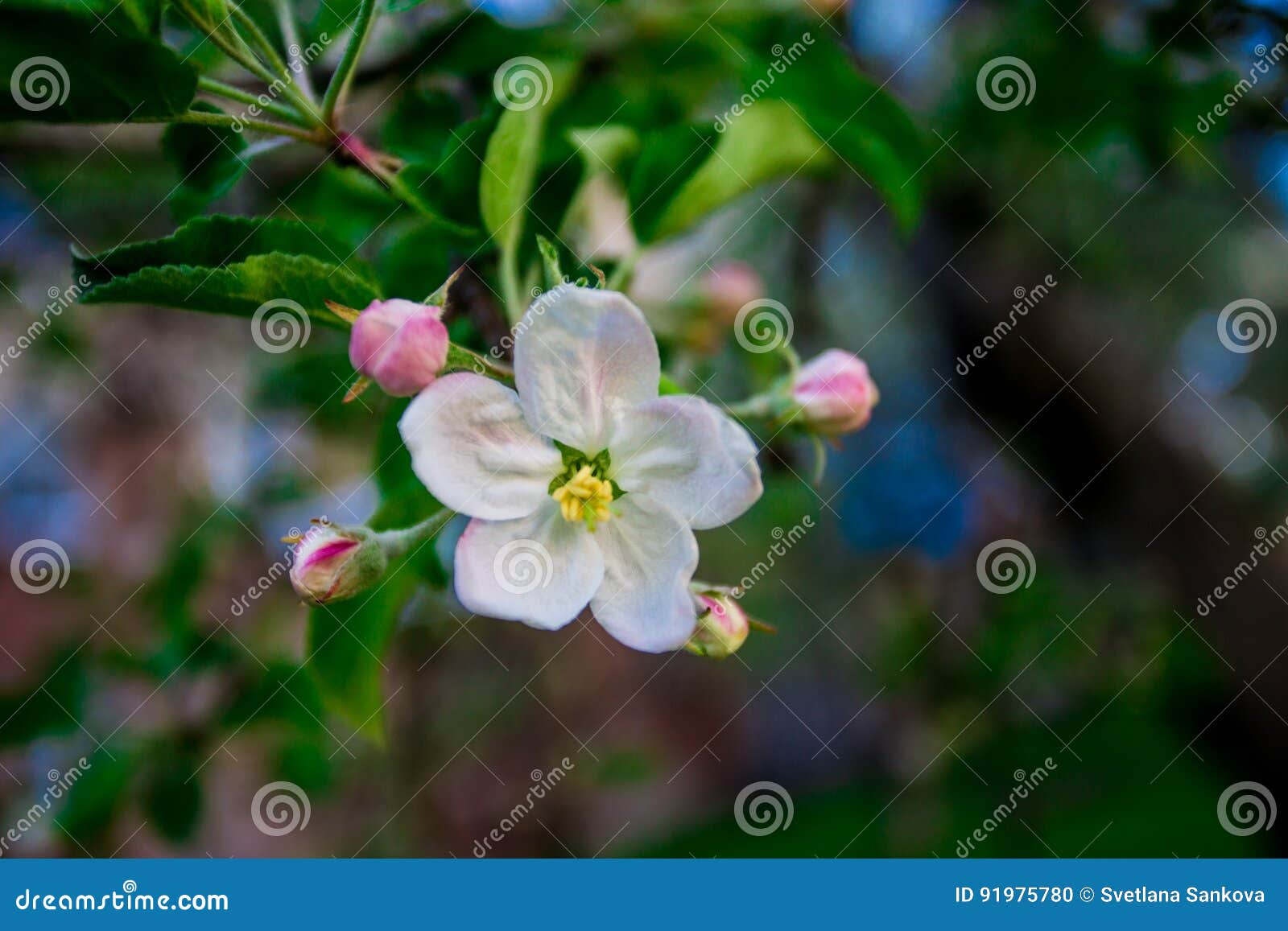 Beautiful Nature Scene with Blooming Tree Stock Photo - Image of floral ...