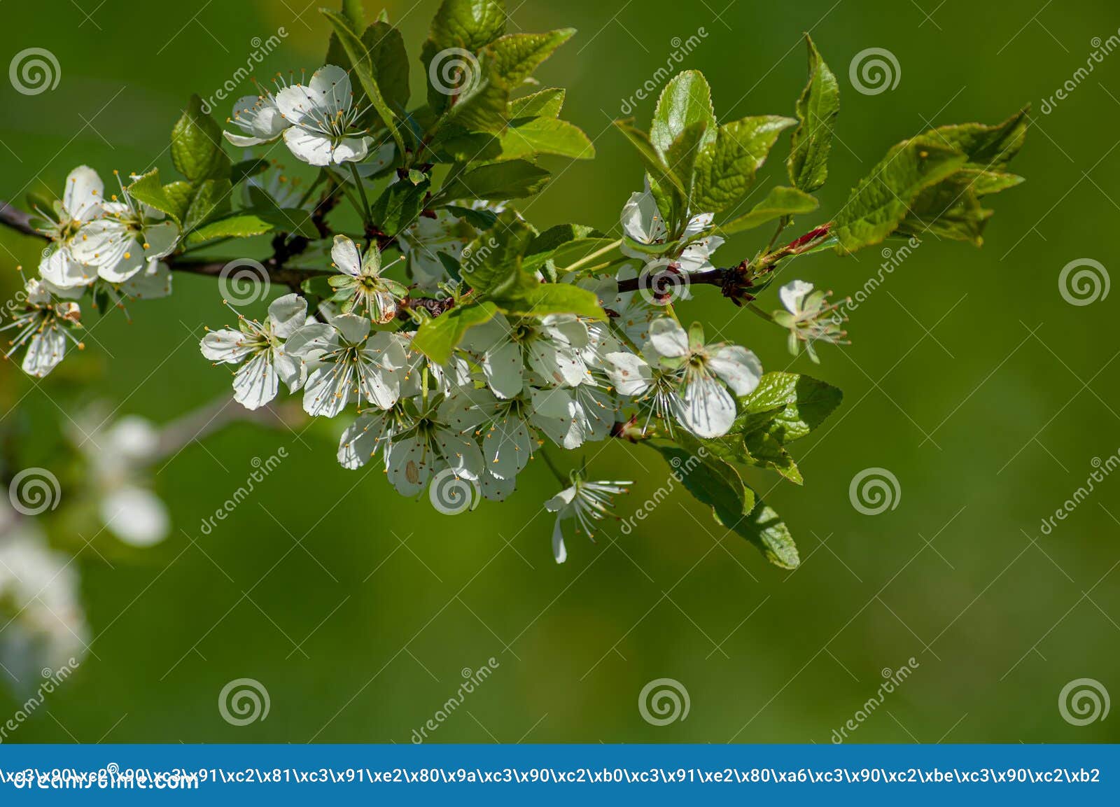 A Beautiful Nature Scene with a Budding Tree and Sunlight. a Sunny Day ...