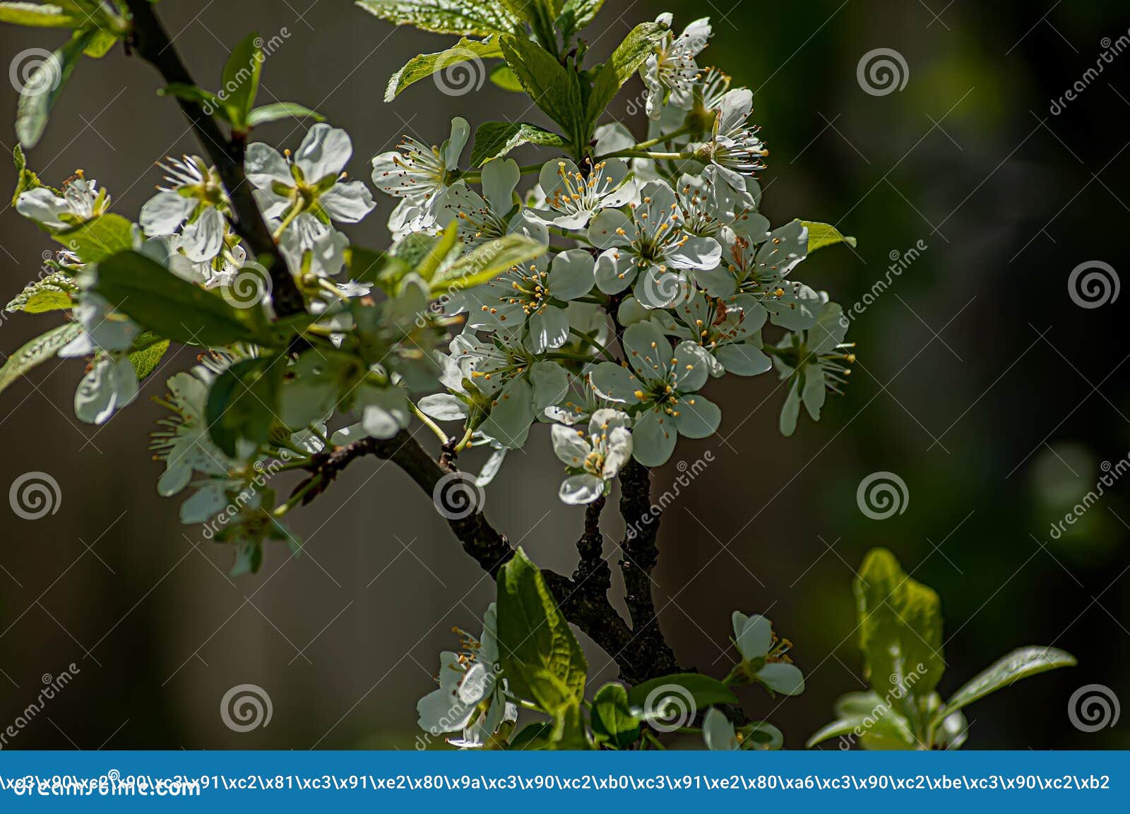 A Beautiful Nature Scene with a Budding Tree and Sunlight. a Sunny Day ...