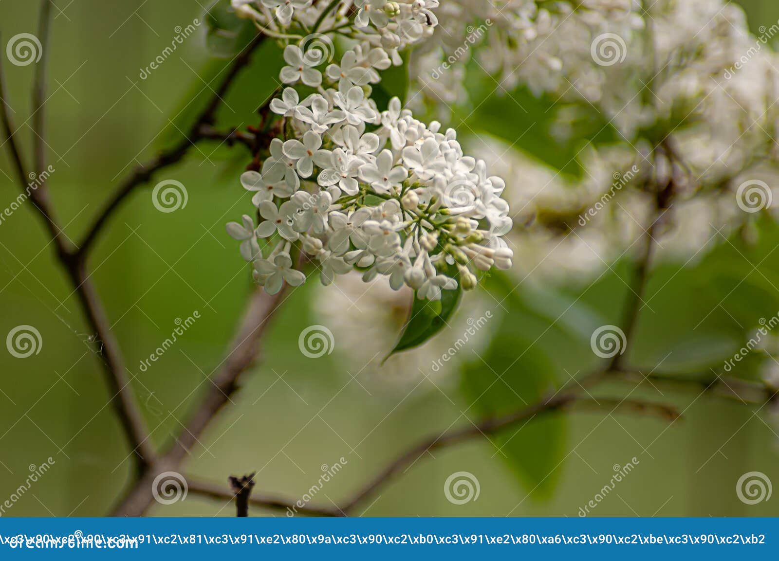A Beautiful Nature Scene with a Budding Tree and Sunlight. a Sunny Day ...