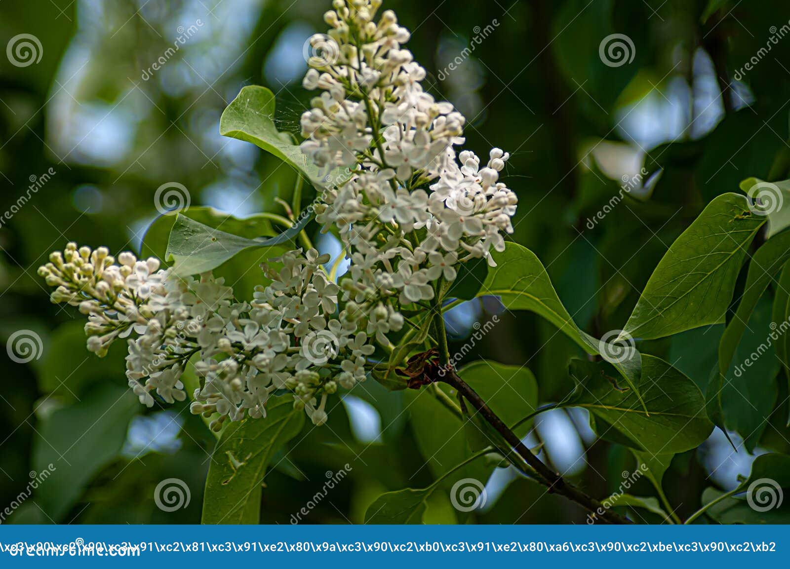 A Beautiful Nature Scene with a Budding Tree and Sunlight. a Sunny Day ...