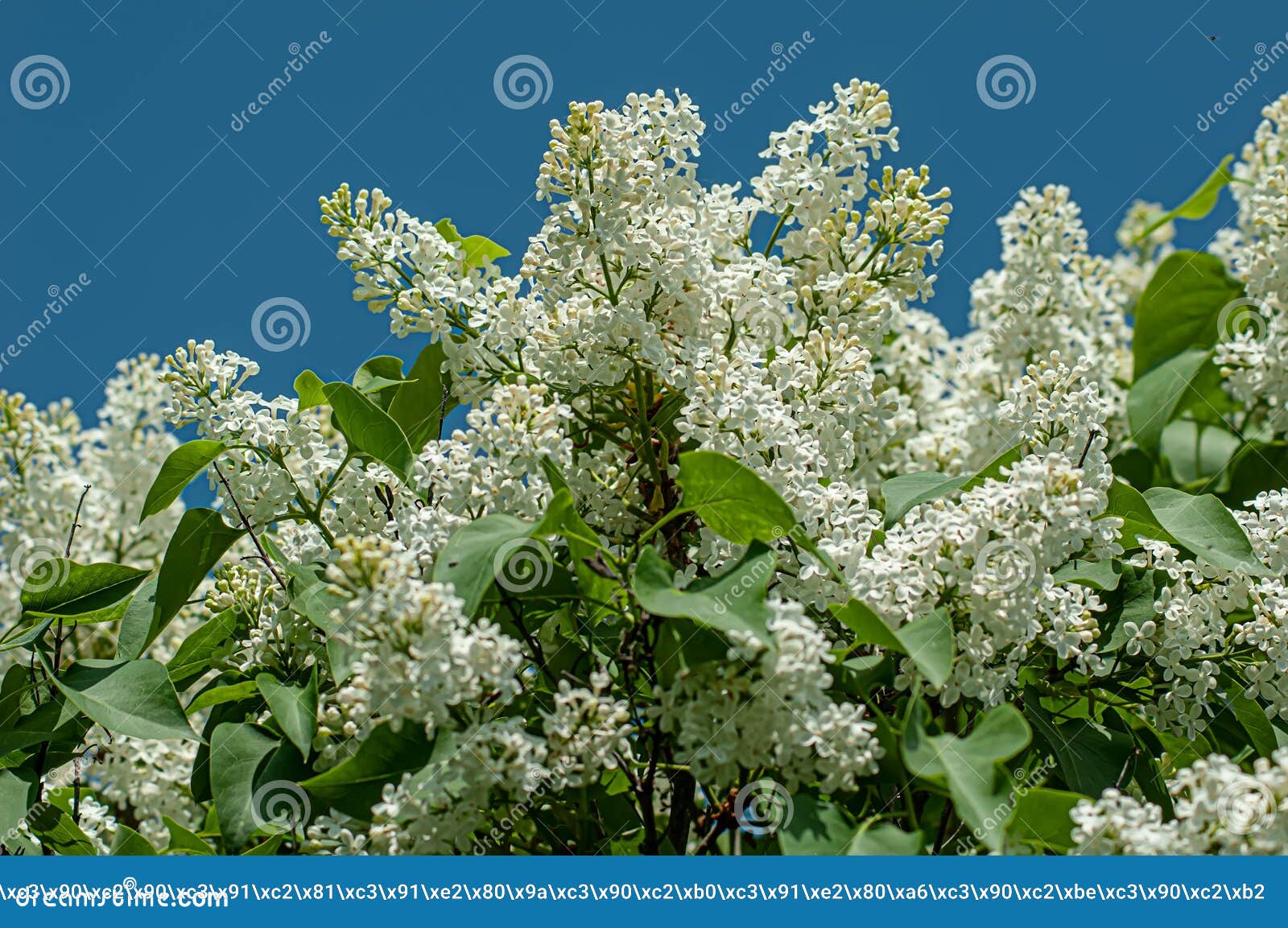 A Beautiful Nature Scene with a Budding Tree and Sunlight. a Sunny Day ...