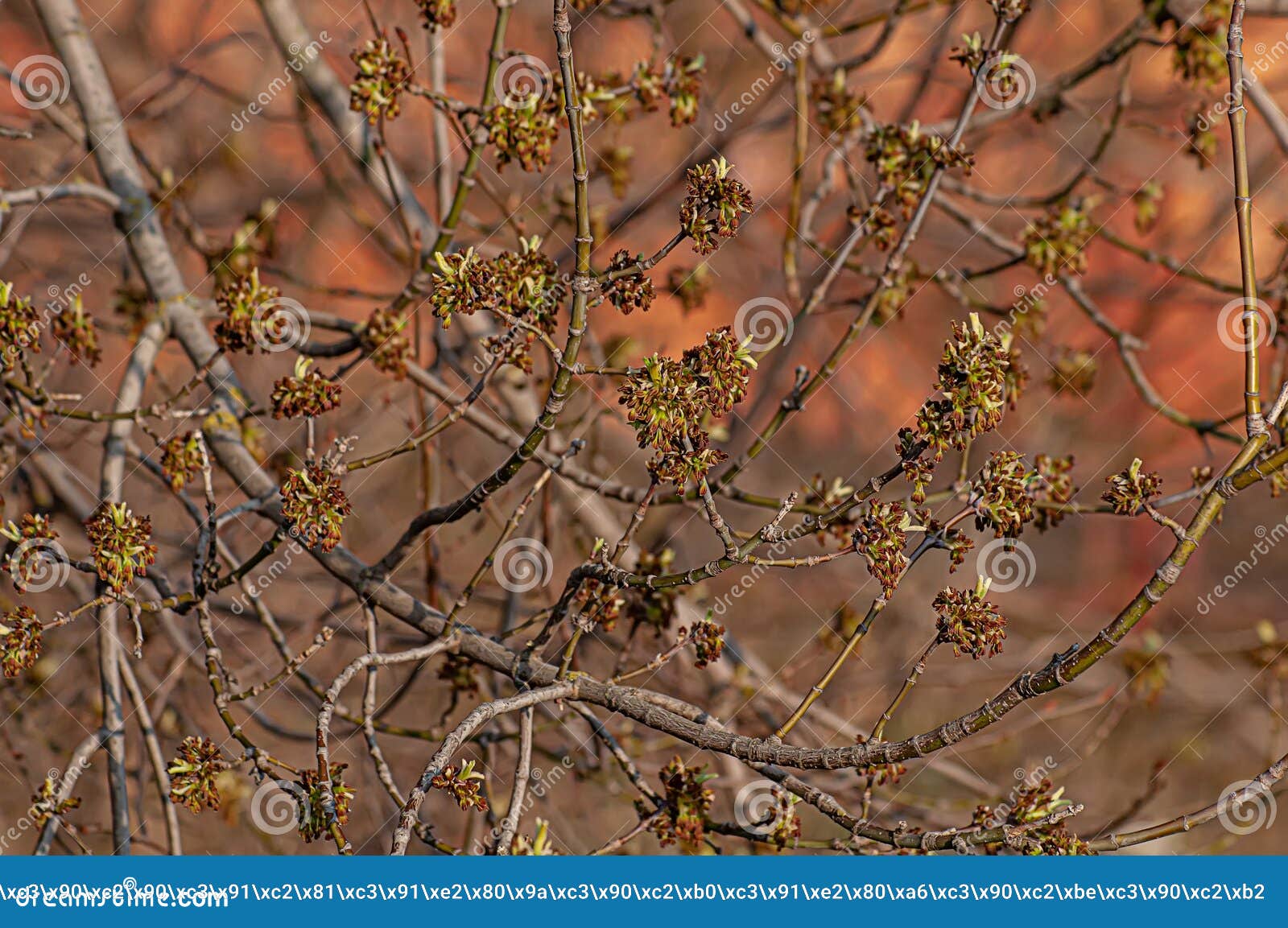 A Beautiful Nature Scene with a Budding Tree and Sunlight. a Sunny Day ...