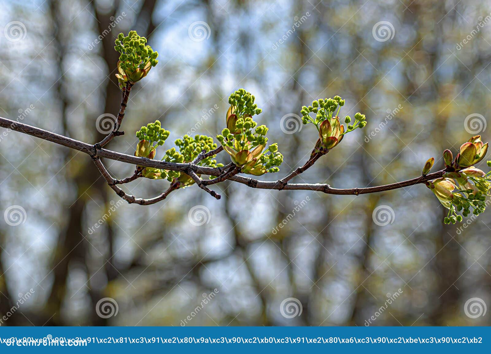 A Beautiful Nature Scene with a Budding Tree and Sunlight. a Sunny Day ...