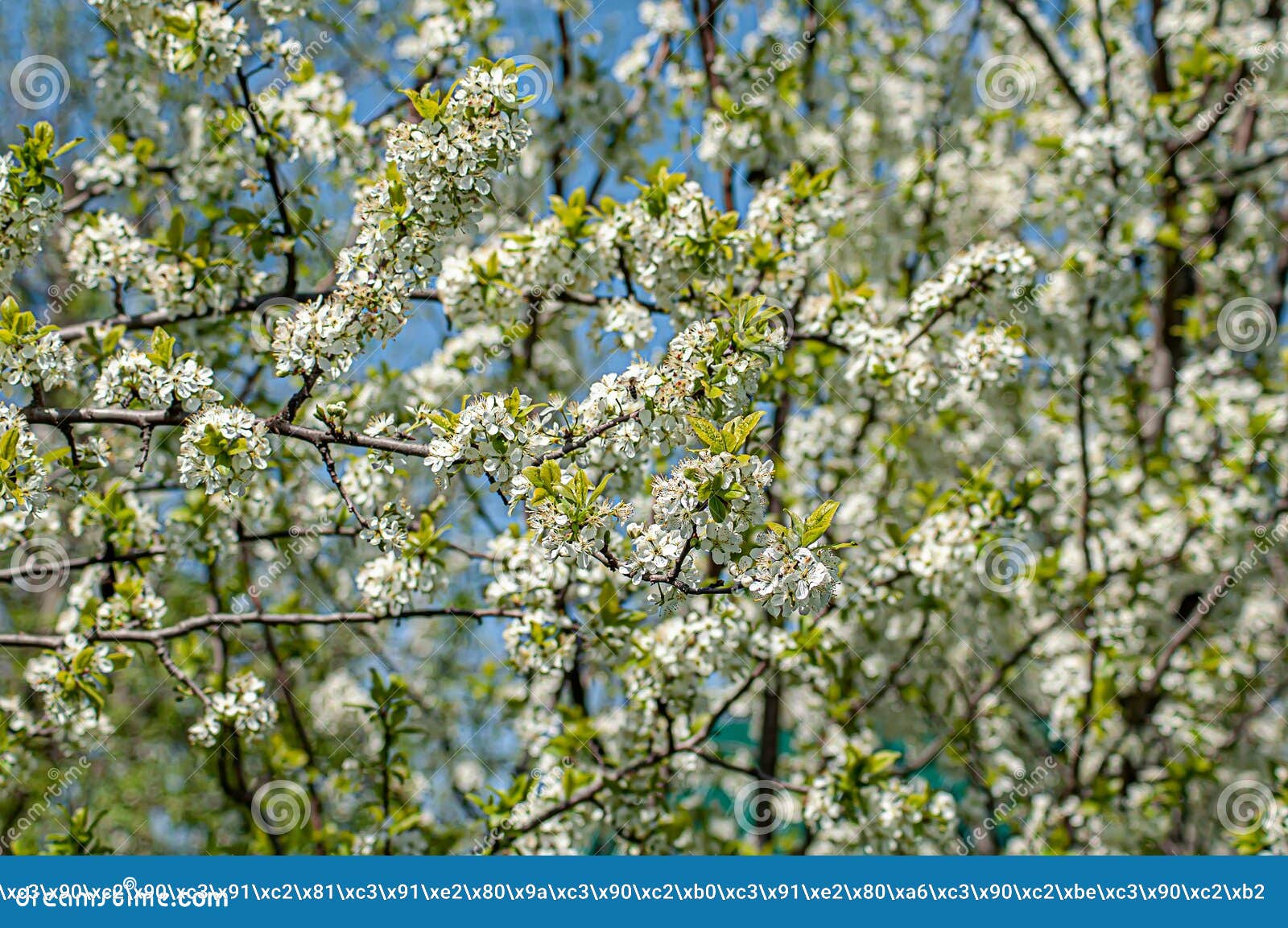 A Beautiful Nature Scene with a Budding Tree and Sunlight. a Sunny Day ...