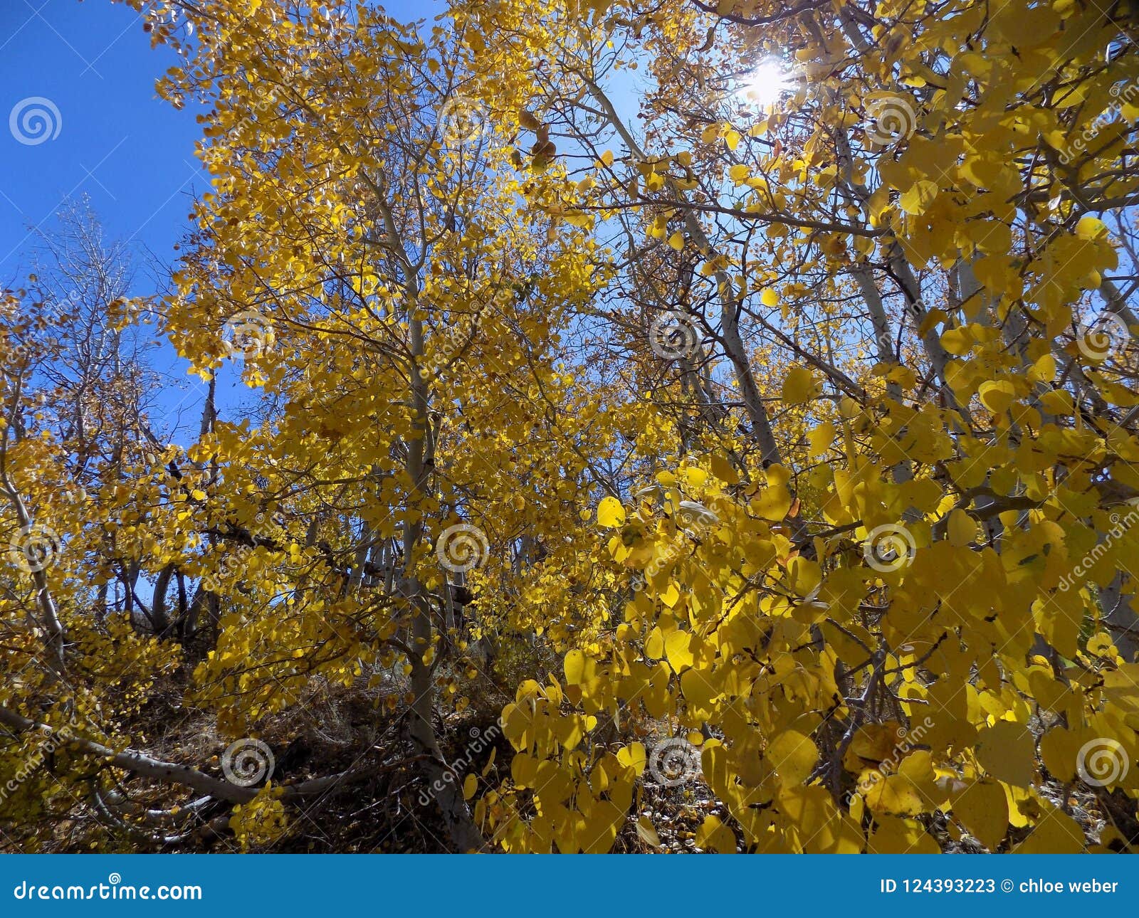 Mammoth Mountain Fall Colors Stock Image - Image of fall, mammoth ...