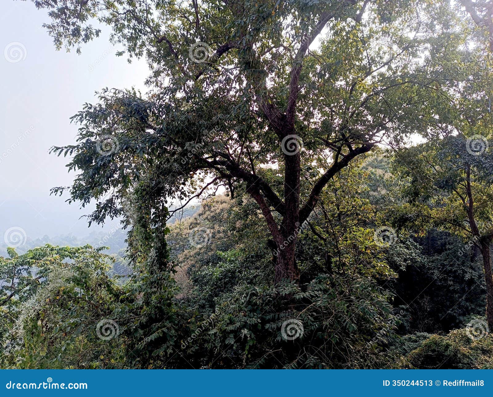 Beautiful Nature Scenery of Sun Rays between the Trees in a Forest ...