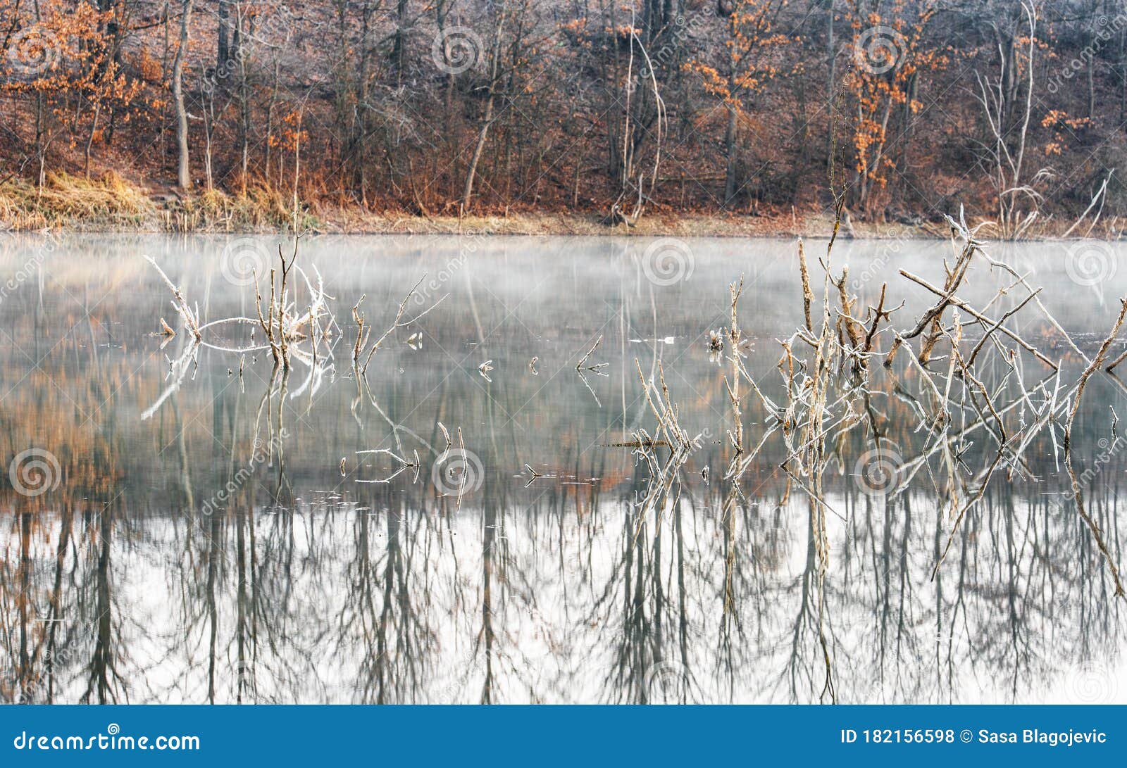 Beautiful nature scenes stock photo. Image of plant - 182156598