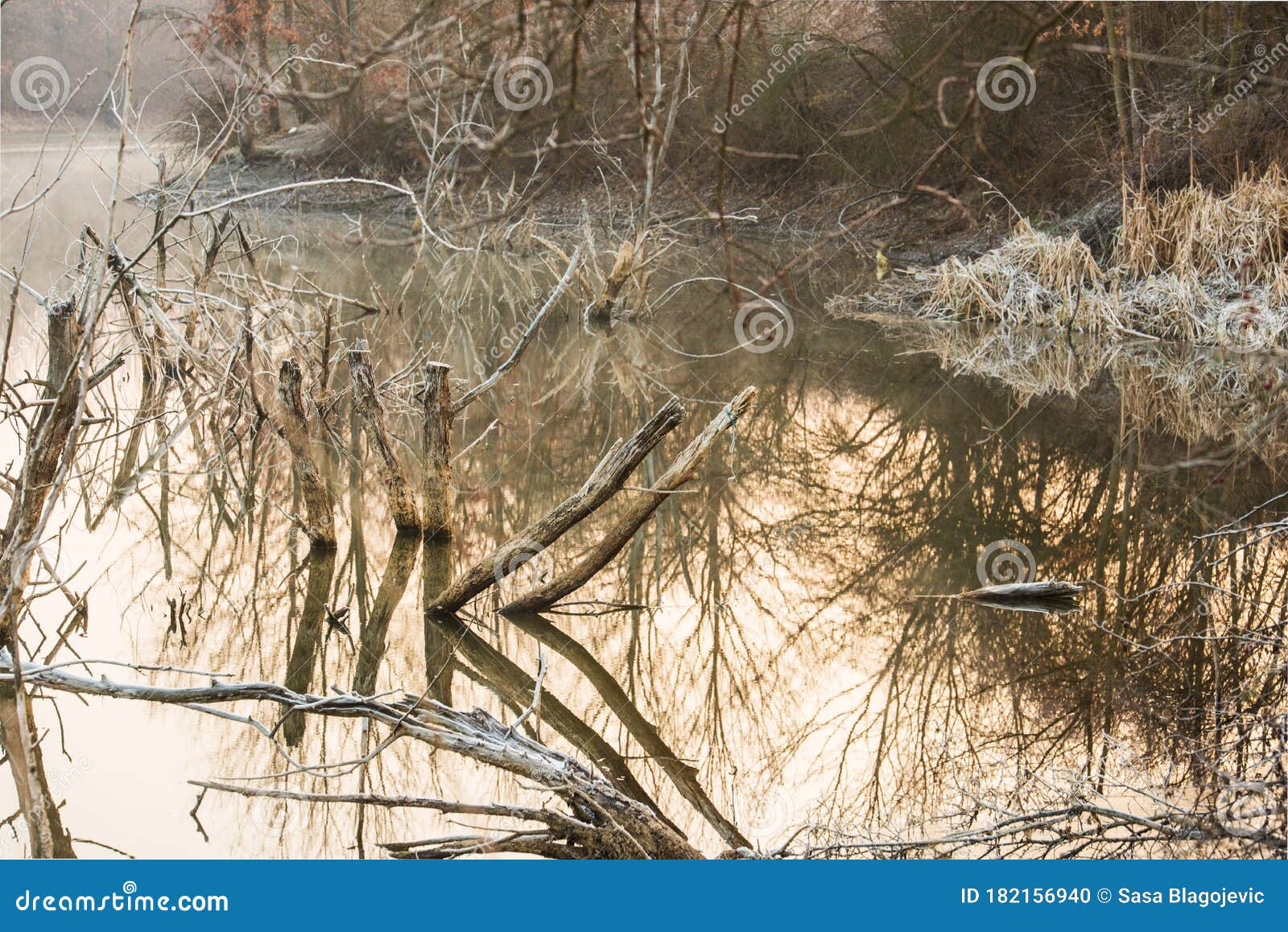 Beautiful nature scenes stock photo. Image of forest - 182156940