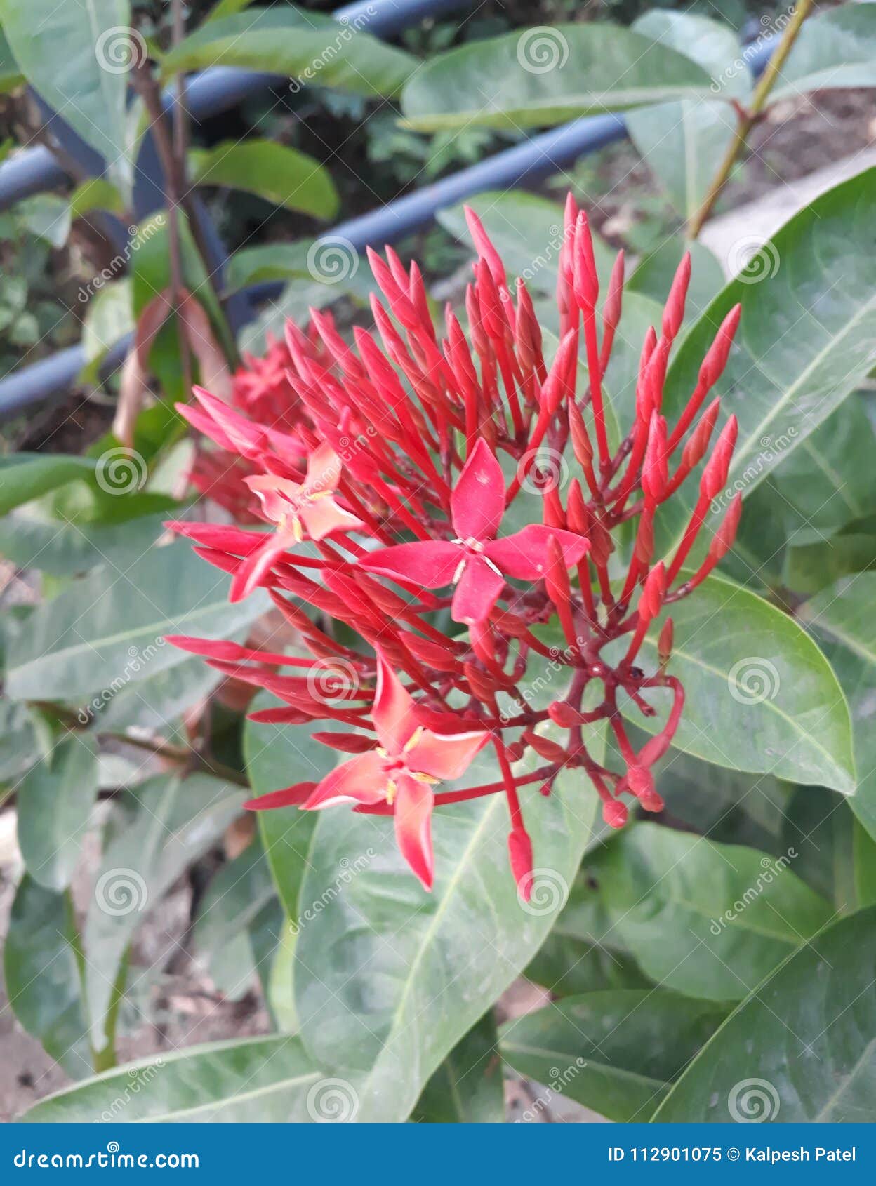 Red flower in forest stock image. Image of green, float - 112901075