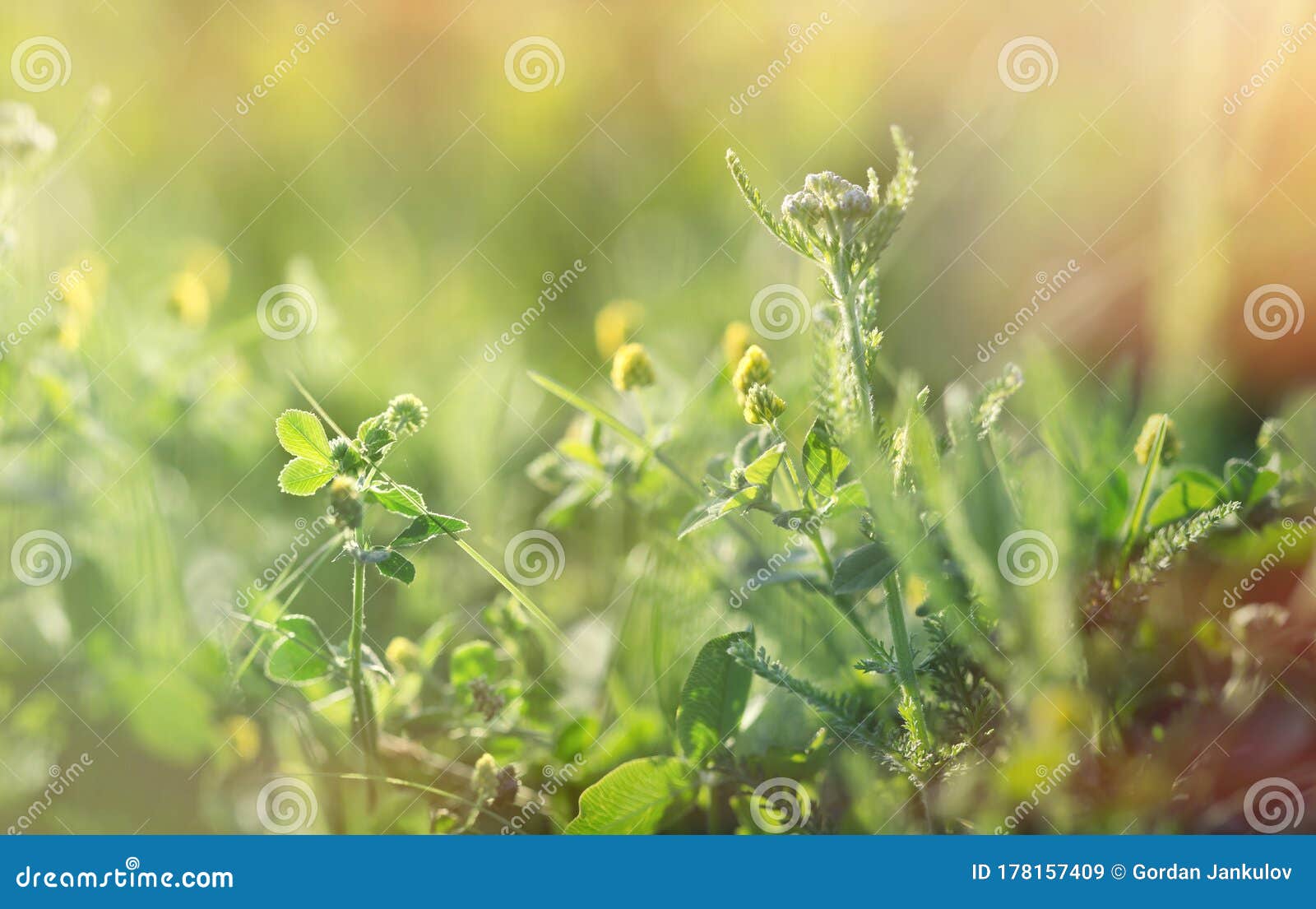 Beautiful Nature in Spring, Clover in Meadow Stock Image - Image of ...