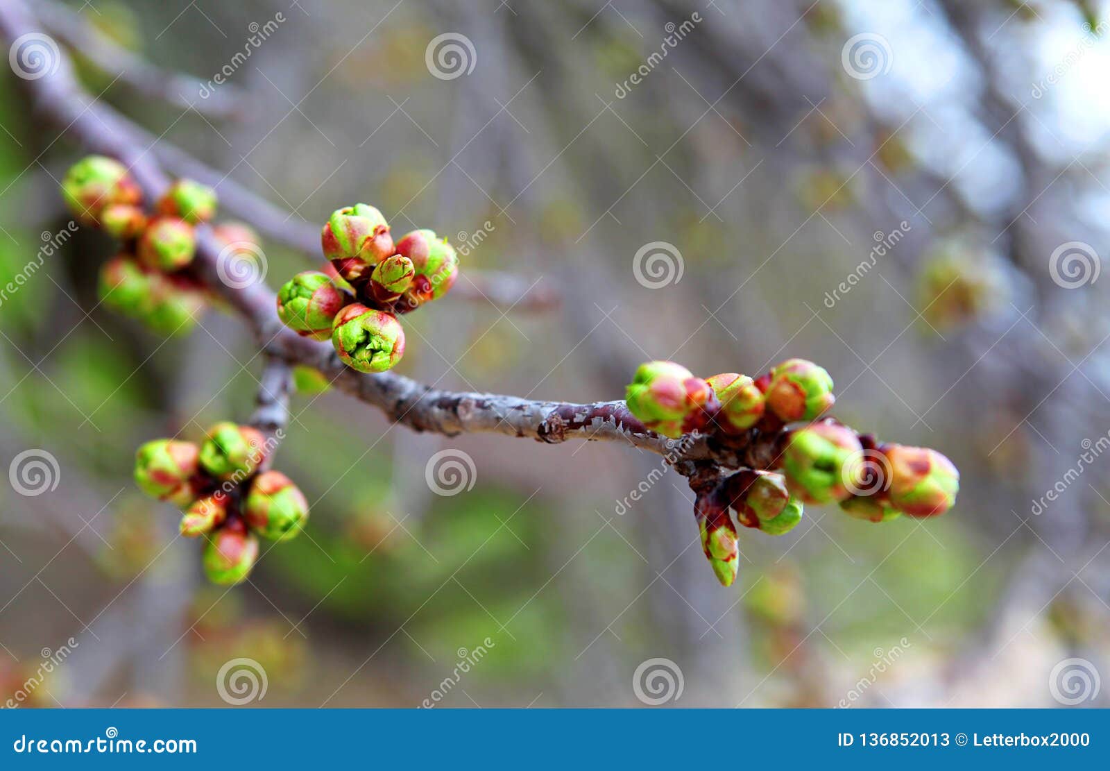 Fresh Leaves on Tree Branches Stock Image - Image of tree, summer ...