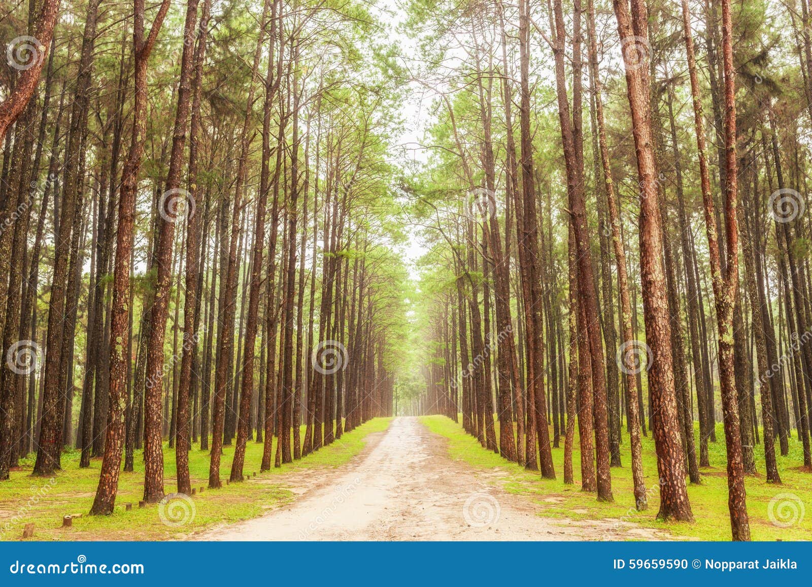 Beautiful Nature in the Strong Pine Forest Stock Photo - Image of ...