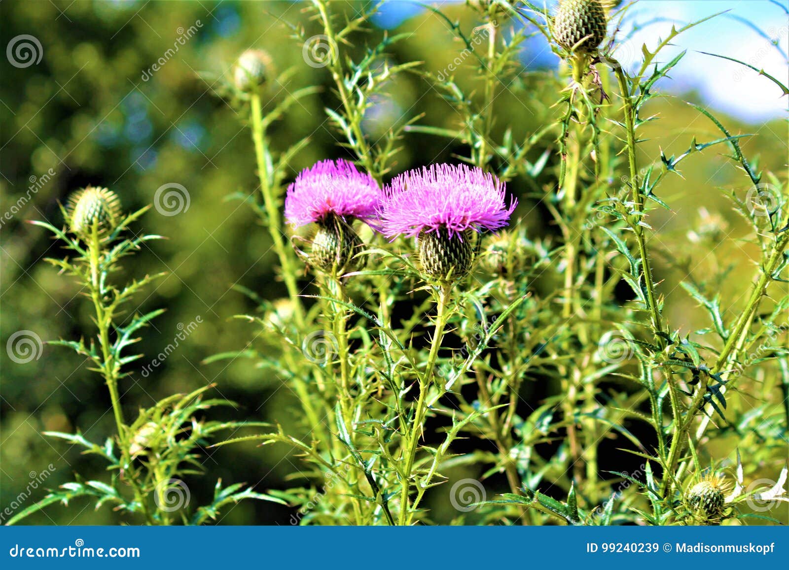 Scottish Thistle stock image. Image of blue, macro, botany - 99240239