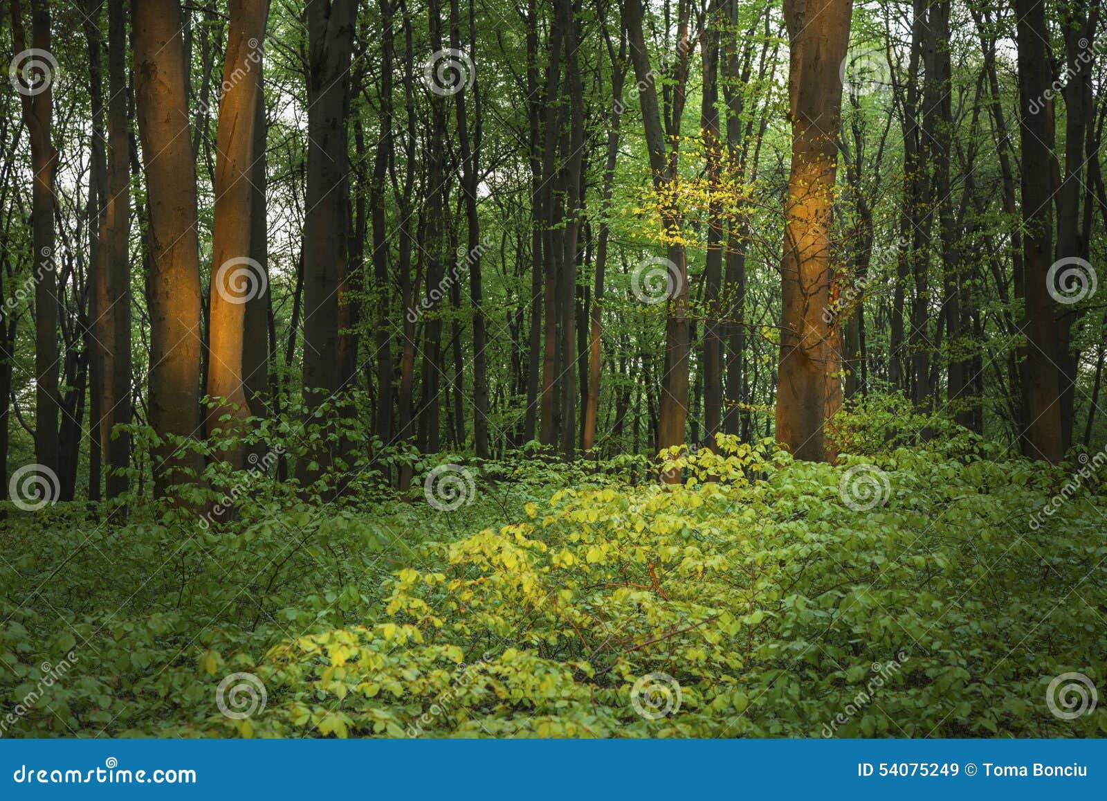 Beautiful Nature at Sunset in the Misty Spring Forest with Sun Stock ...