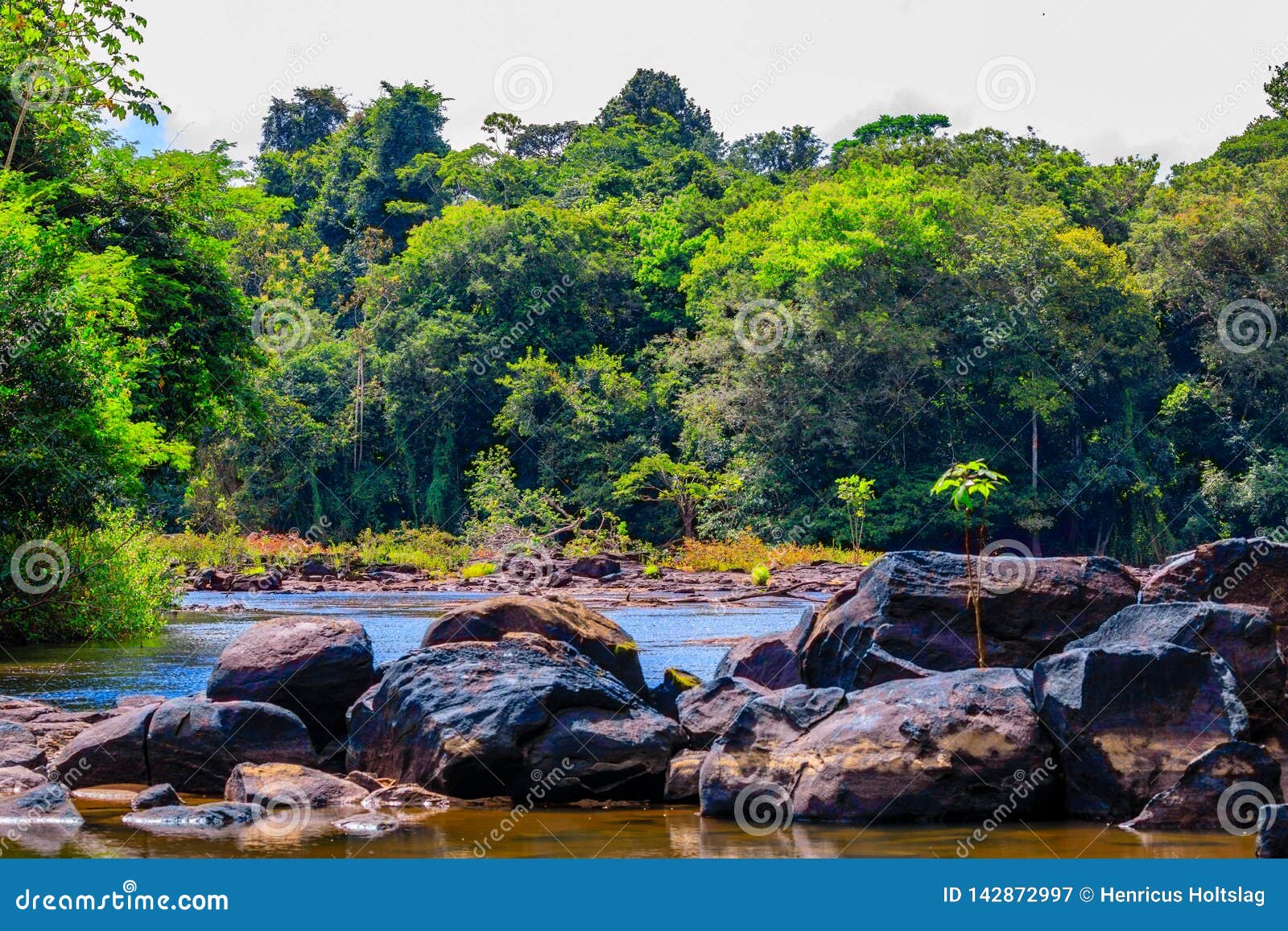 The Beautiful Nature of Surinam Stock Image - Image of nature, travel ...