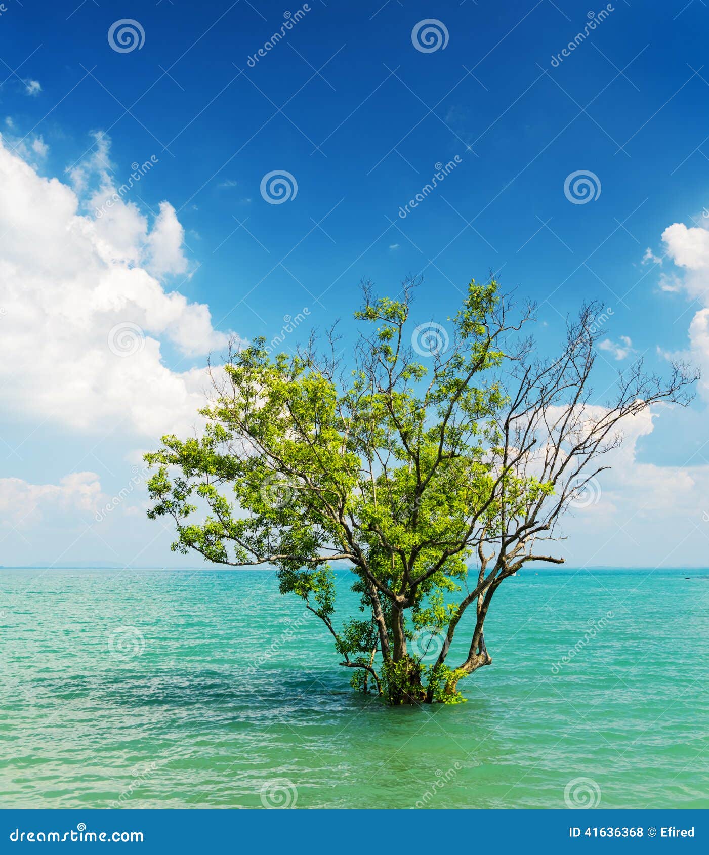 Tree growning in the water stock photo. Image of summer - 41636368