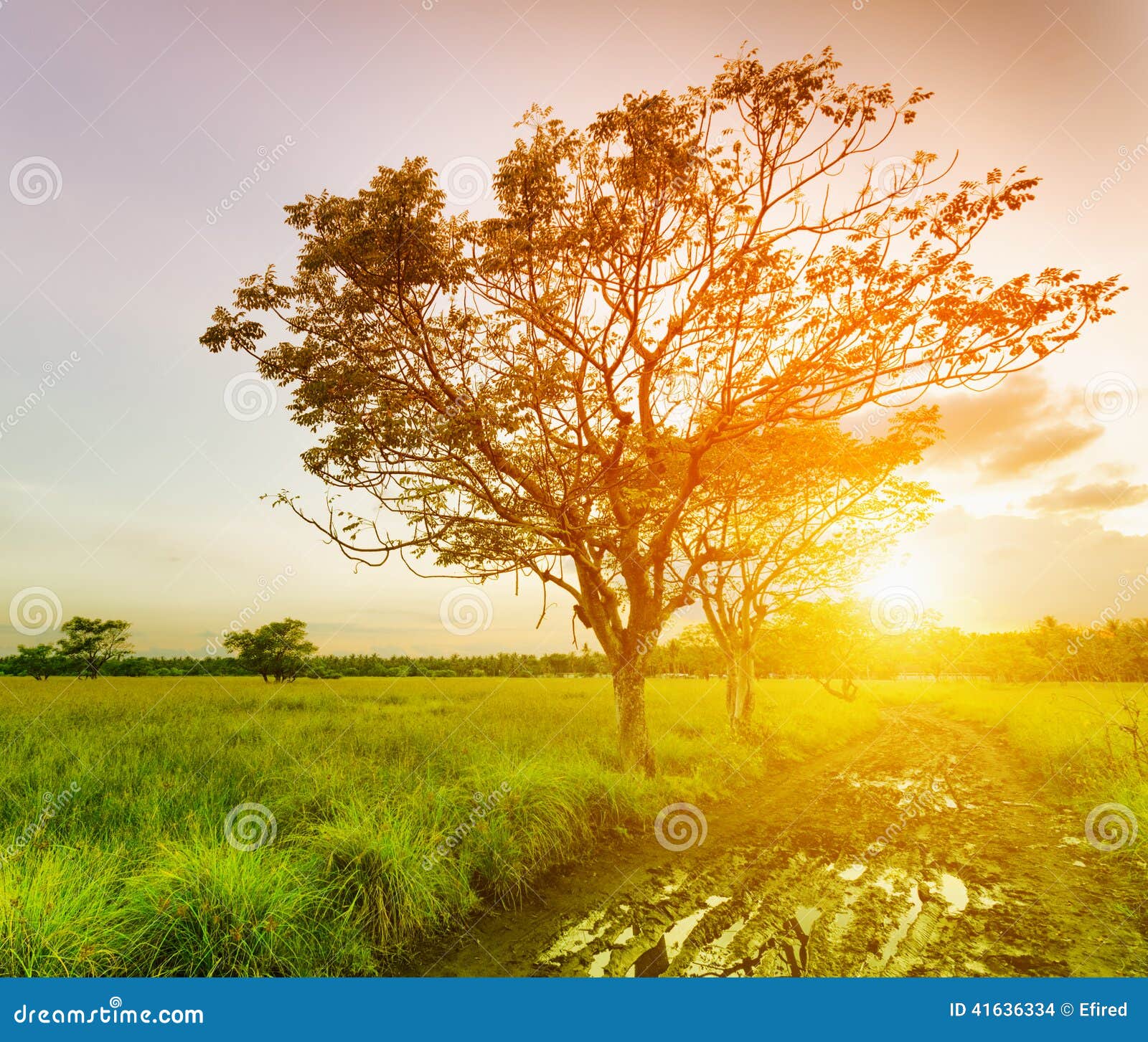 A tree at sunset time. stock photo. Image of beautiful - 41636334