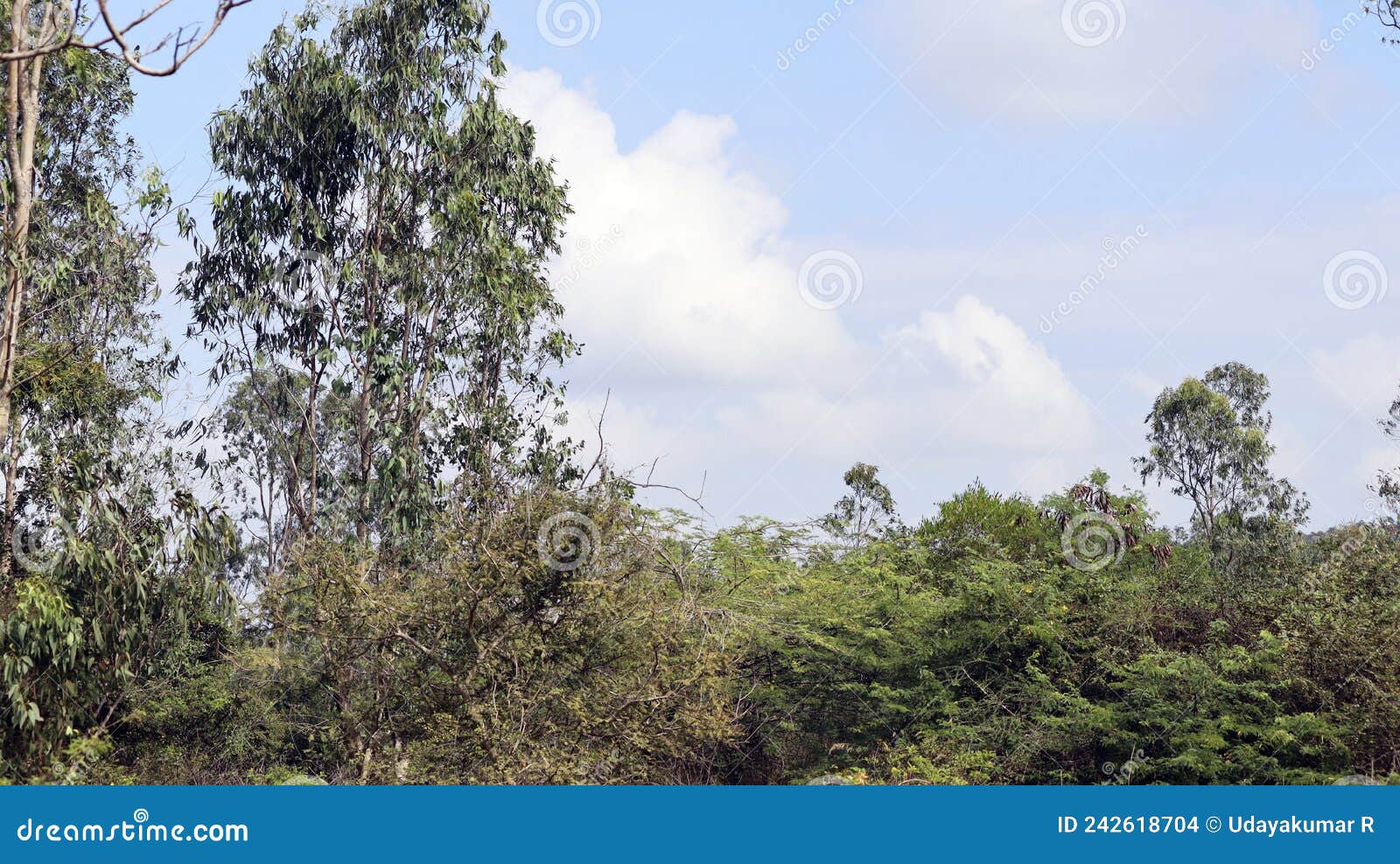 Beautiful Nature Long Trees and the Cloud Stock Photo - Image of field ...