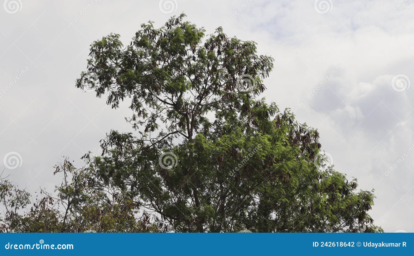 Beautiful Nature Trees Dim Color Cloud Stock Photo - Image of grass ...
