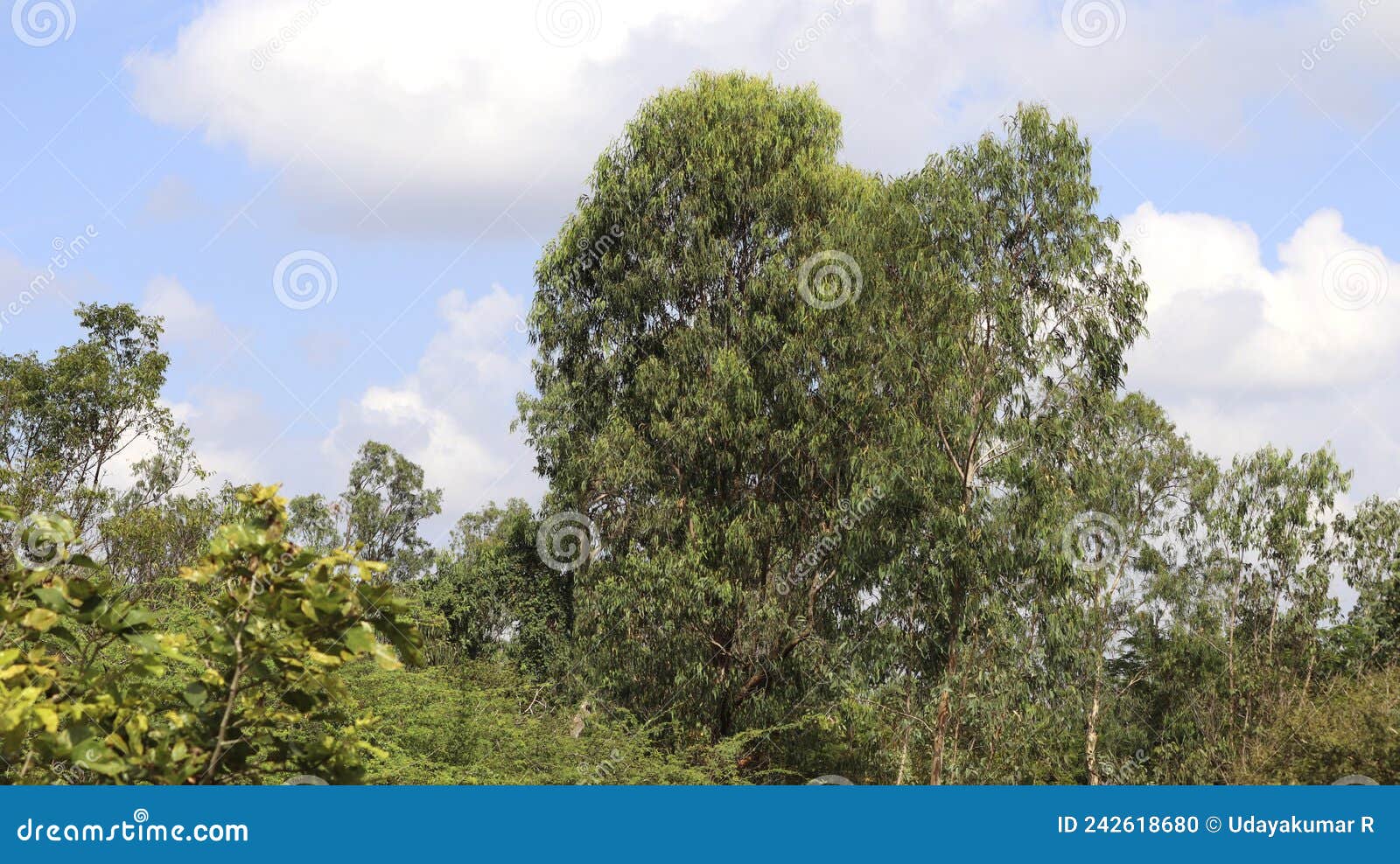 Beautiful Nature Trees Dim Color Cloud Stock Photo - Image of cloud ...