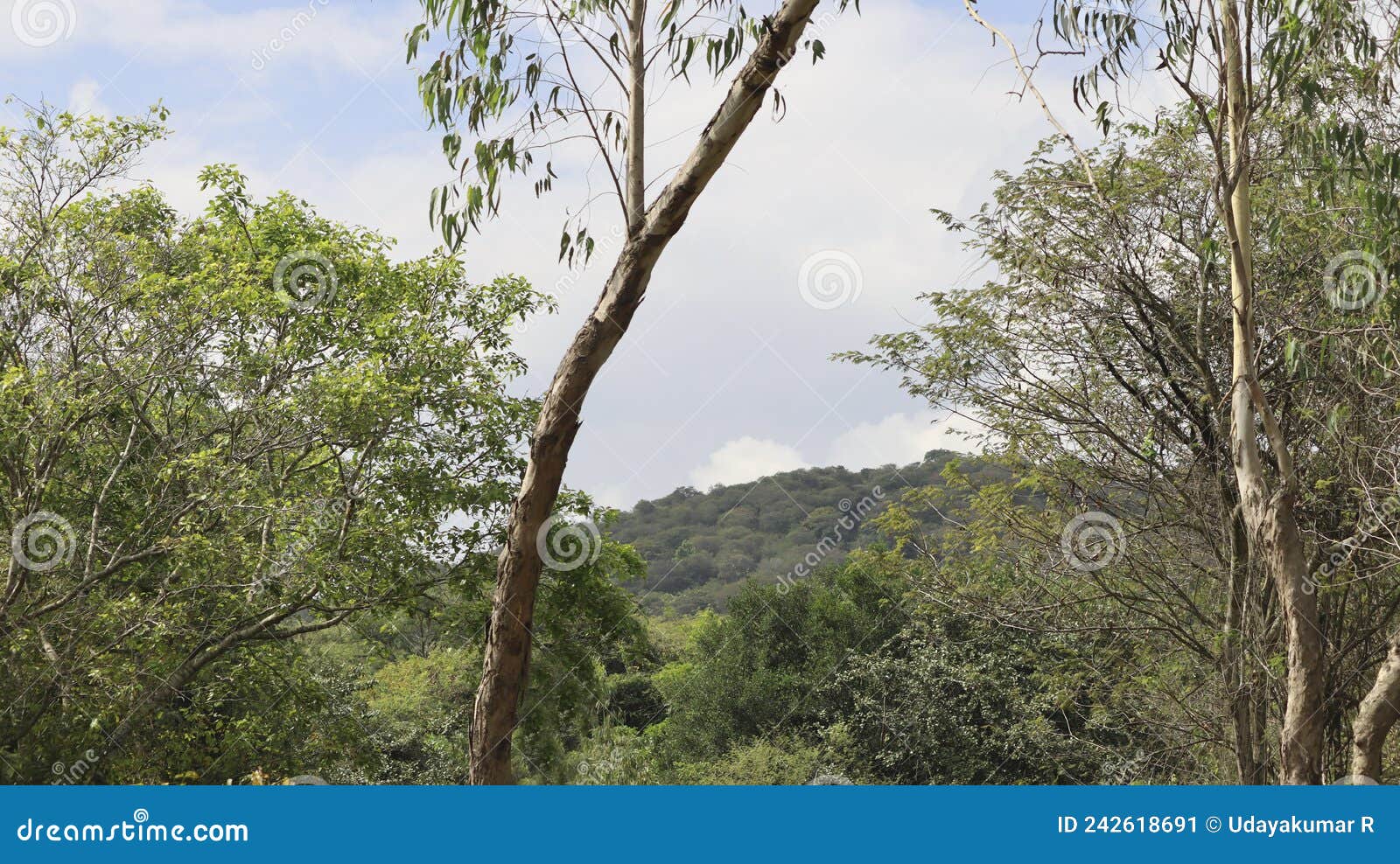 Beautiful Nature Trees Dim Color Cloud Stock Image - Image of land ...