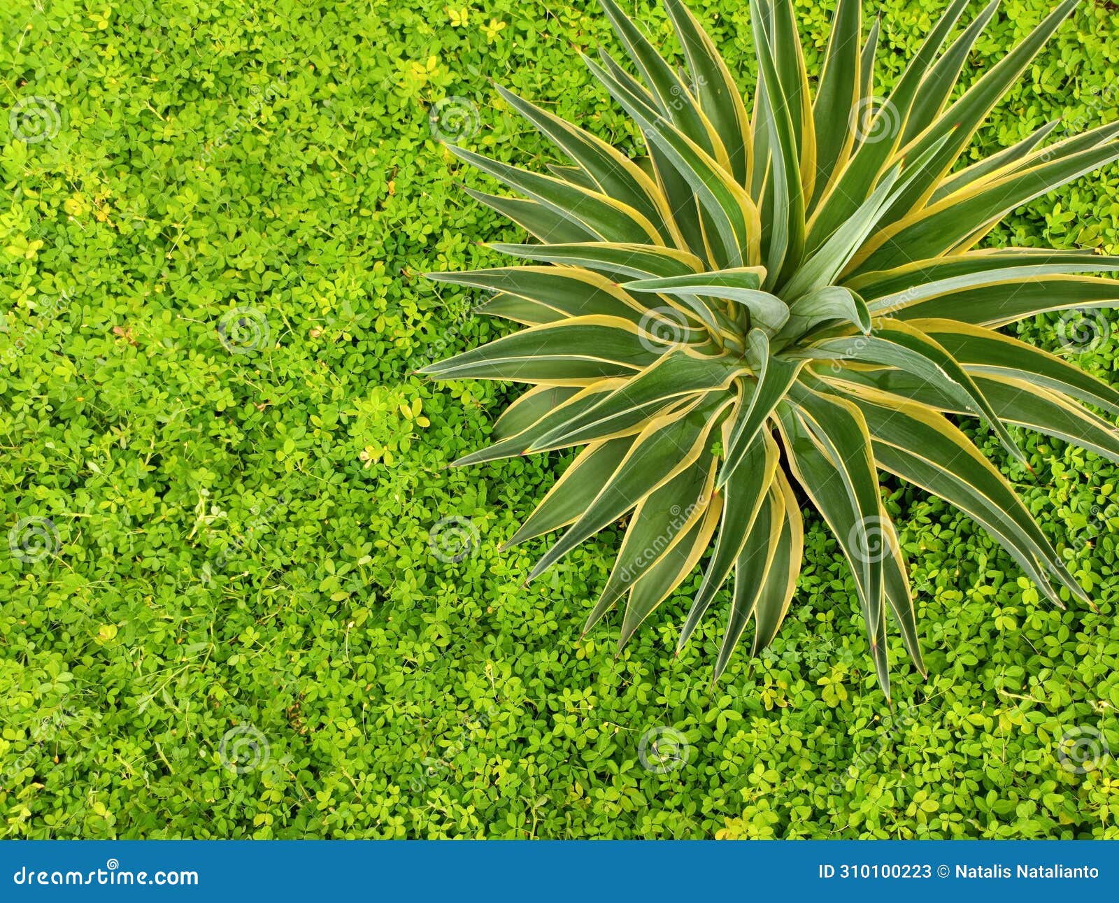 Beautiful Nature... Two Different Plants in One Frame.. Stock Image ...