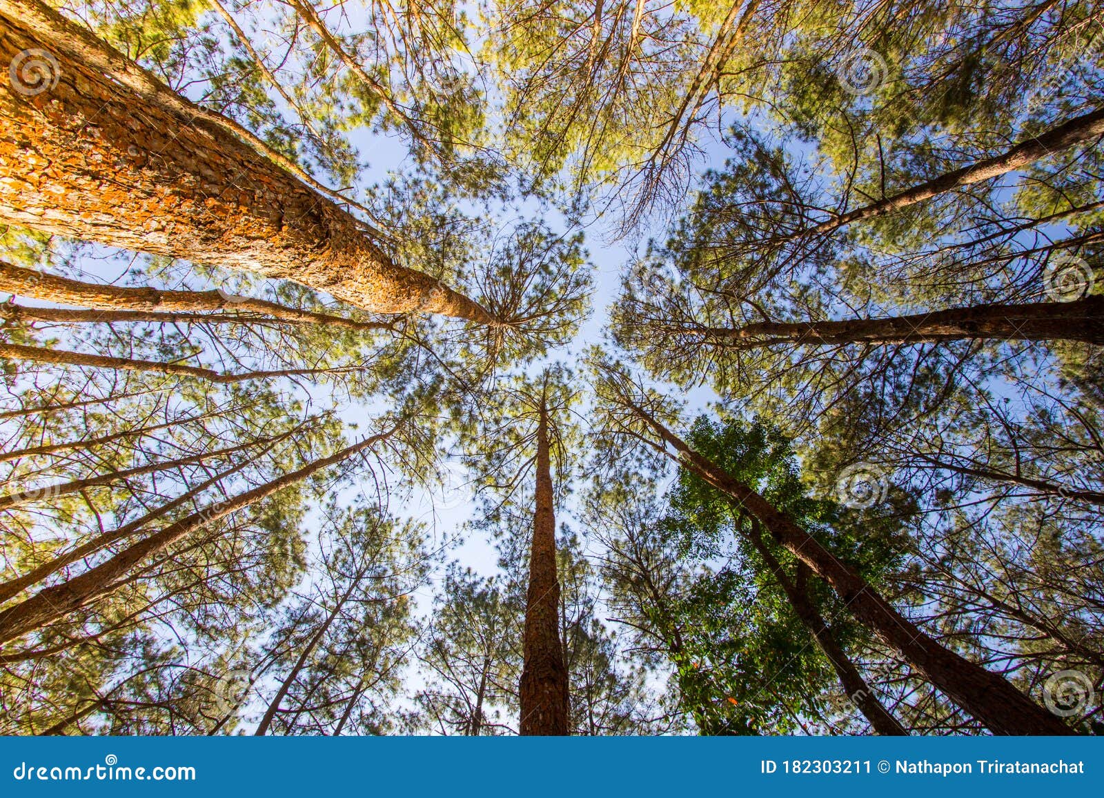 Beautiful Nature of Very Tall Pine Trees Stock Image - Image of lived ...
