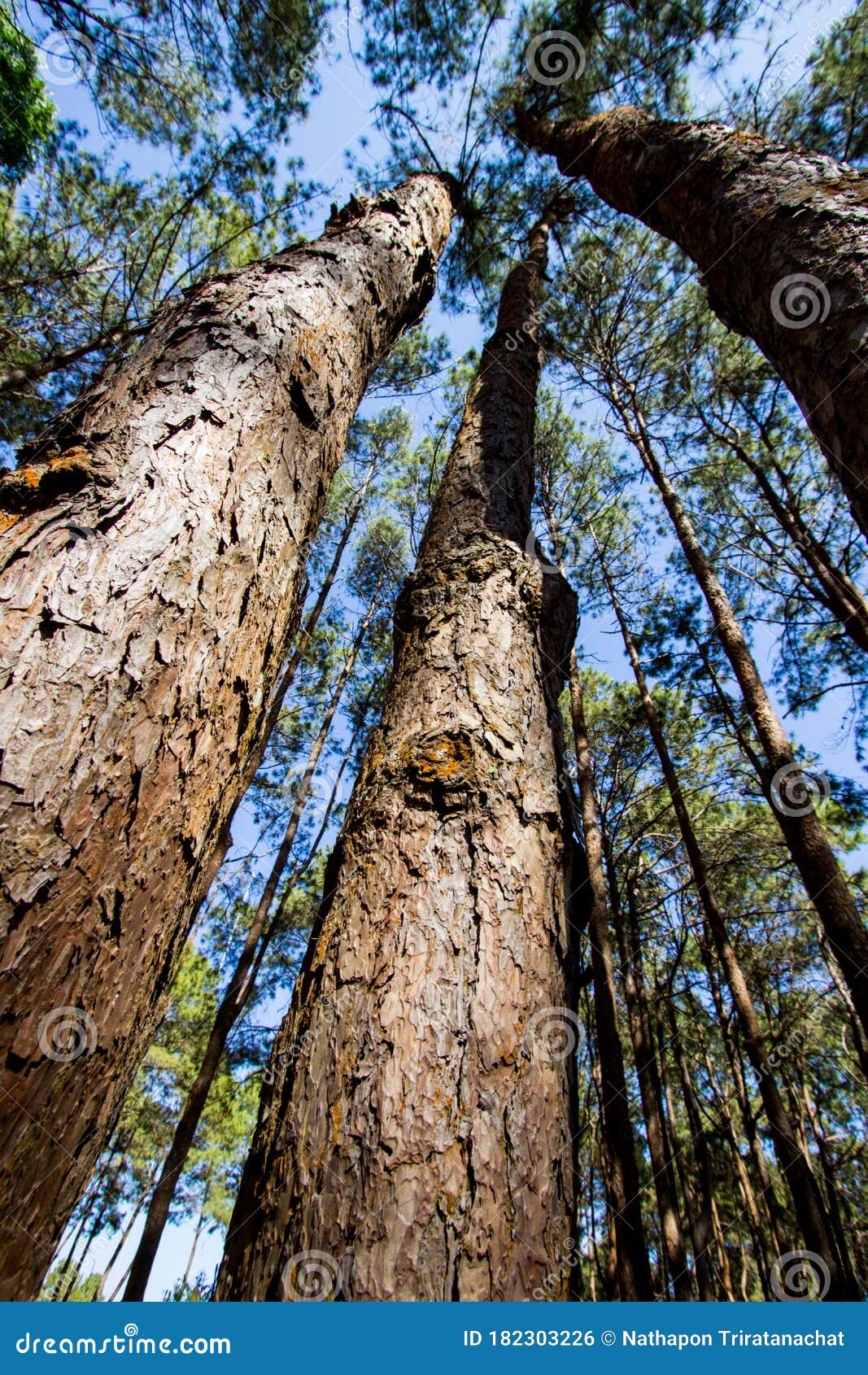 Beautiful Nature of Very Tall Pine Trees Stock Photo - Image of natural ...