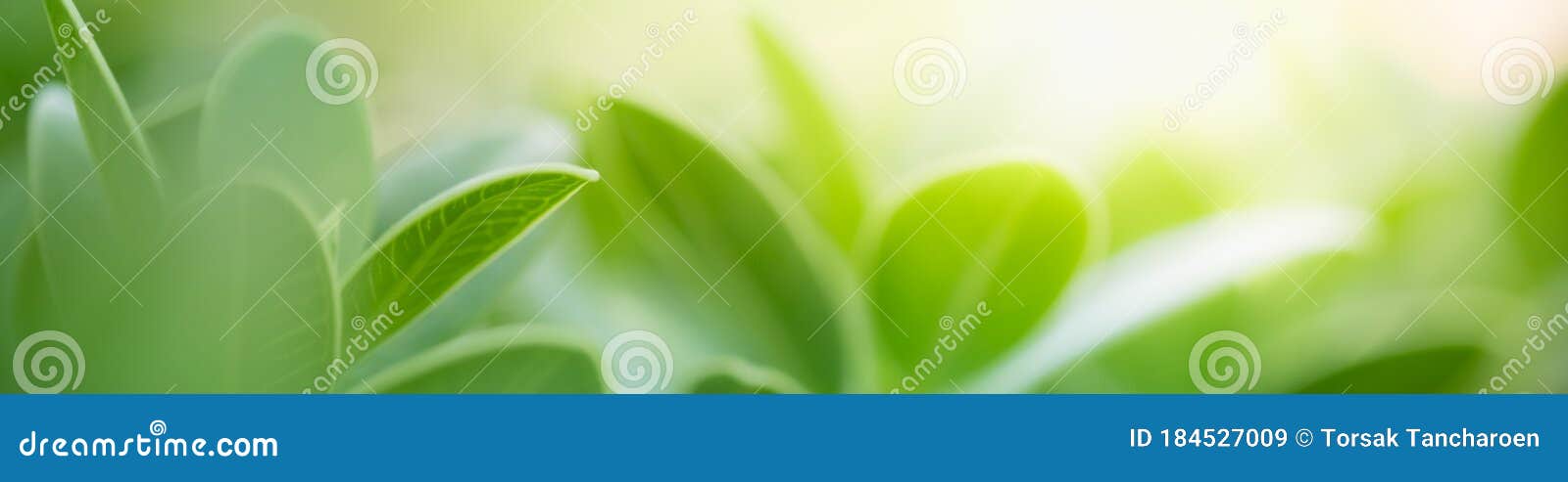 Beautiful Green Leaf Nature Cover Page Stock Image - Image of ecology ...