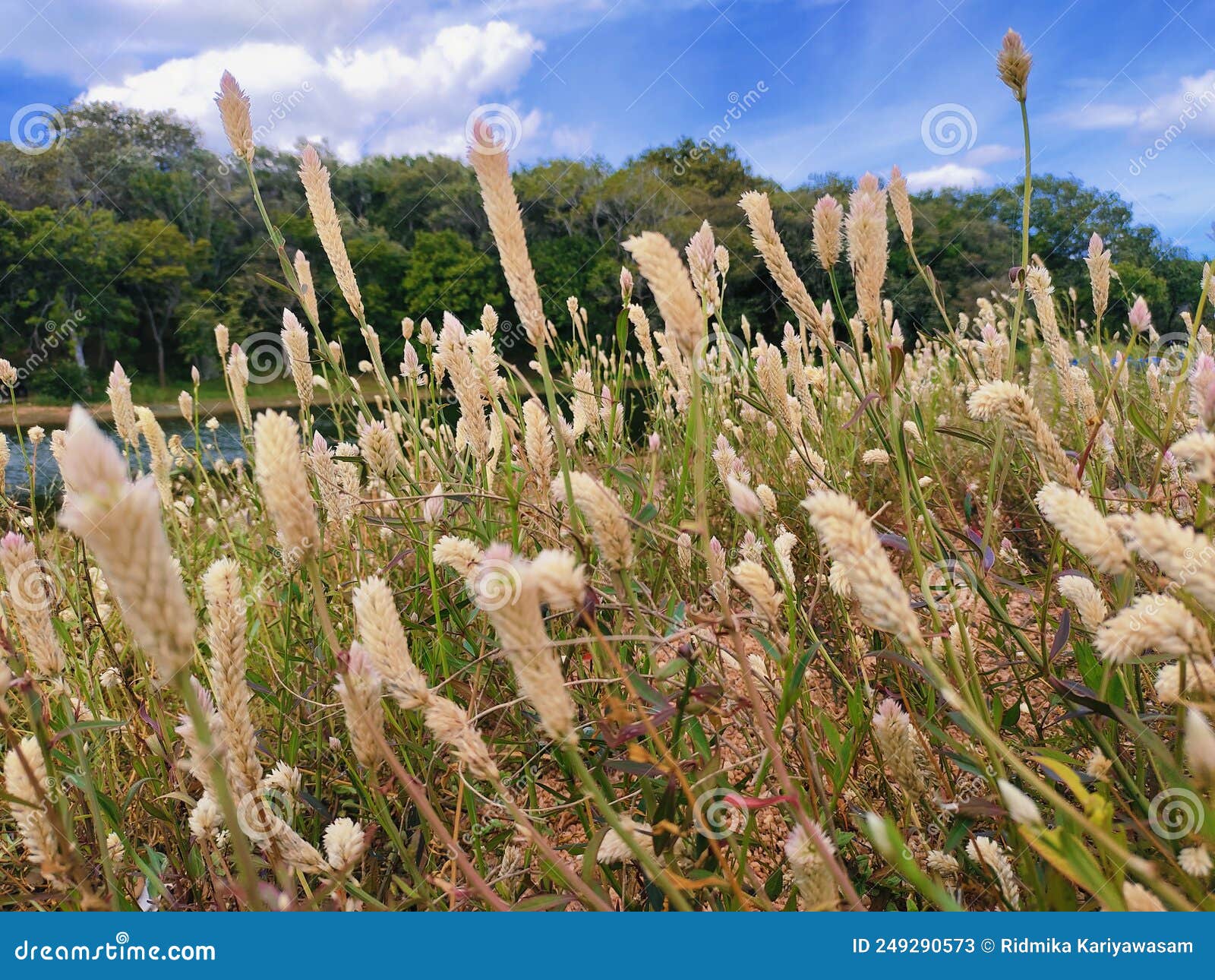 Beautiful Nature View through the Wild Flowers Stock Image - Image of ...