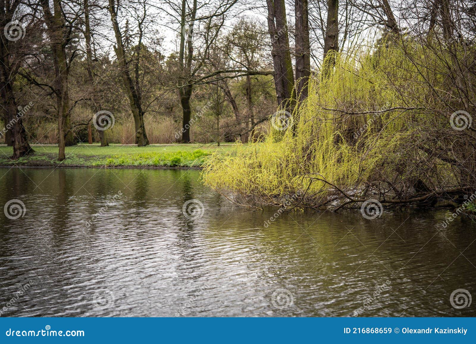 Beautiful Nature, Willow Spread Over the Pond Stock Image - Image of ...