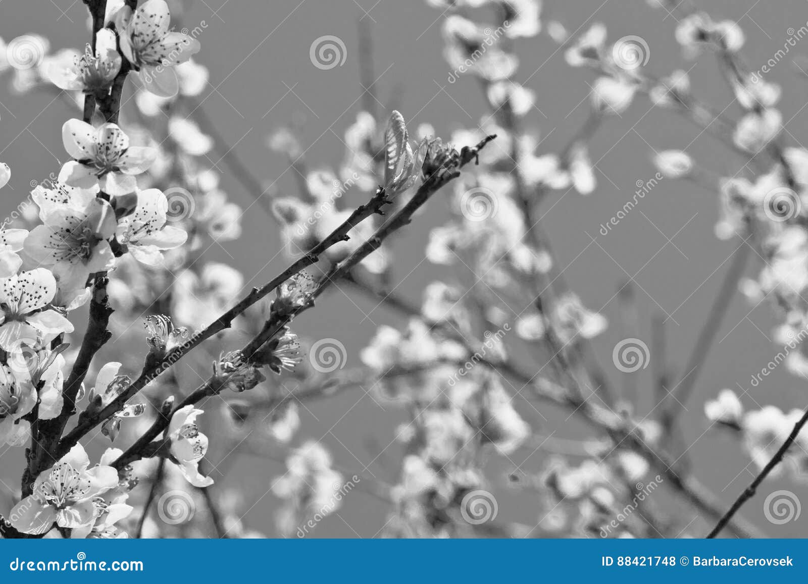 Beautiful Nectarine Flowers Tree Blooming in Springtime in Black and ...
