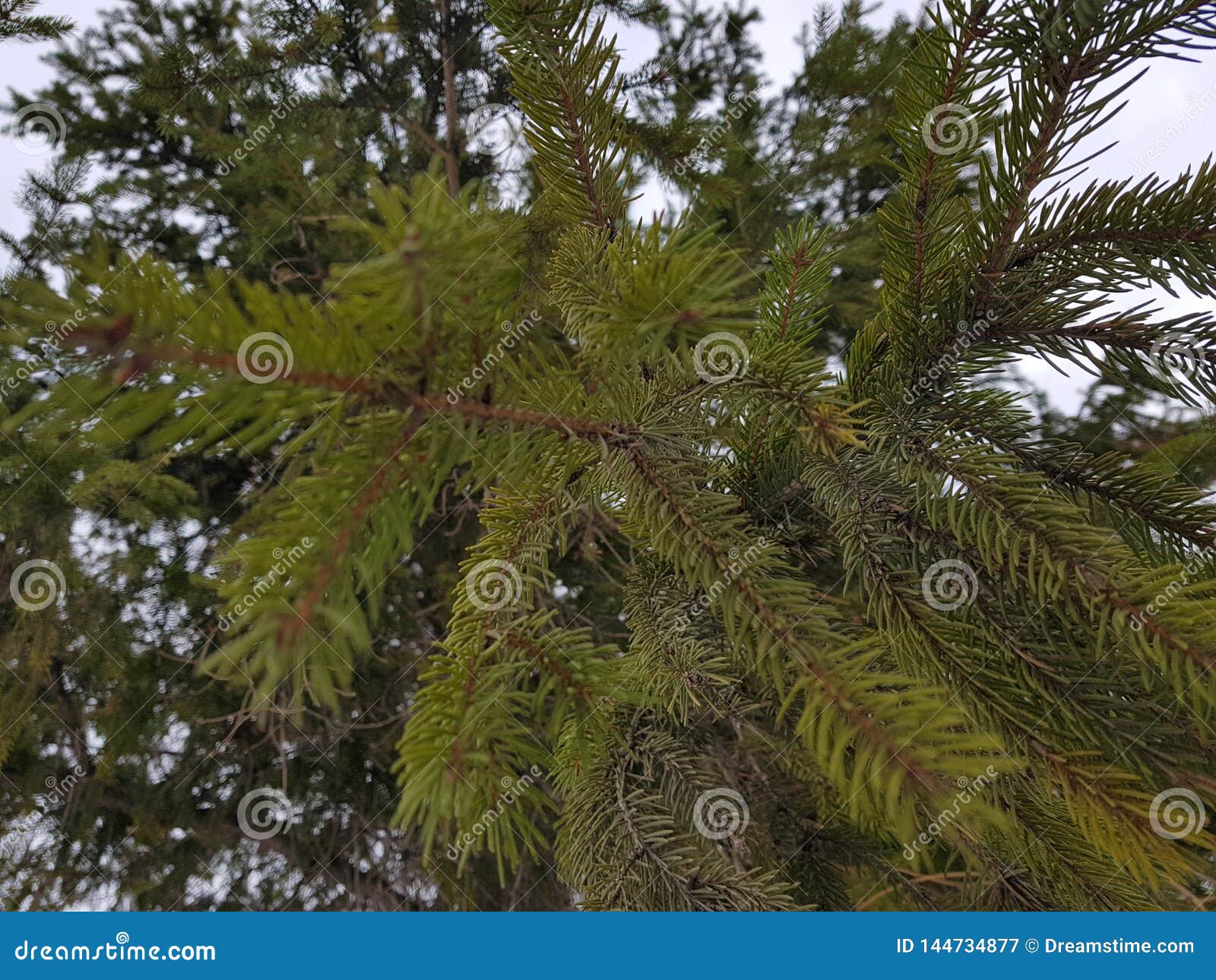 Beautiful Needles and Needles of a Christmas Tree or Pine on a Branch ...