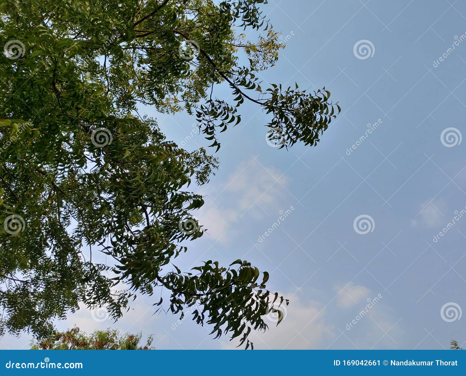 This is a Beautiful Neem Tree Stock Image - Image of stem, asia: 169042661