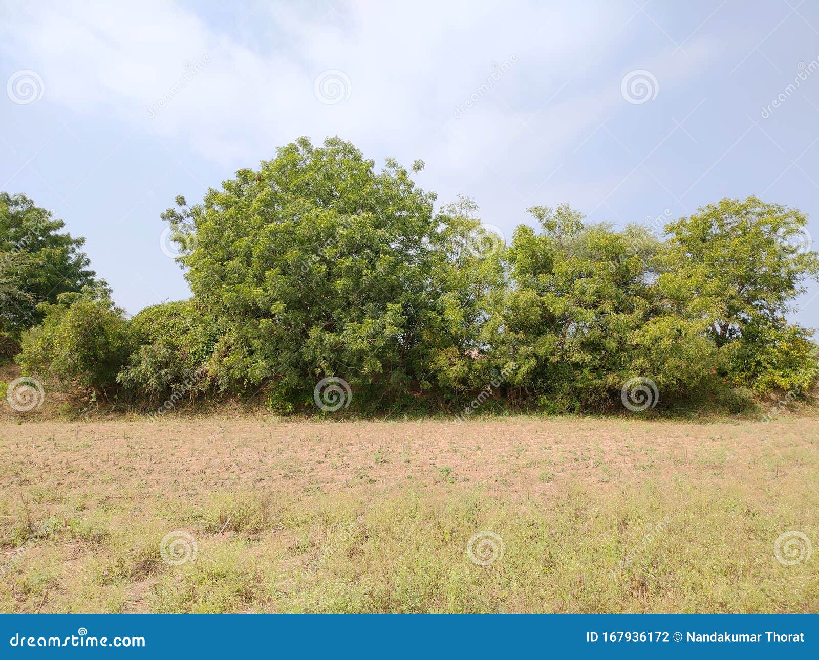 This is a Beautiful Neem Tree/azadiracht Stock Photo - Image of ...