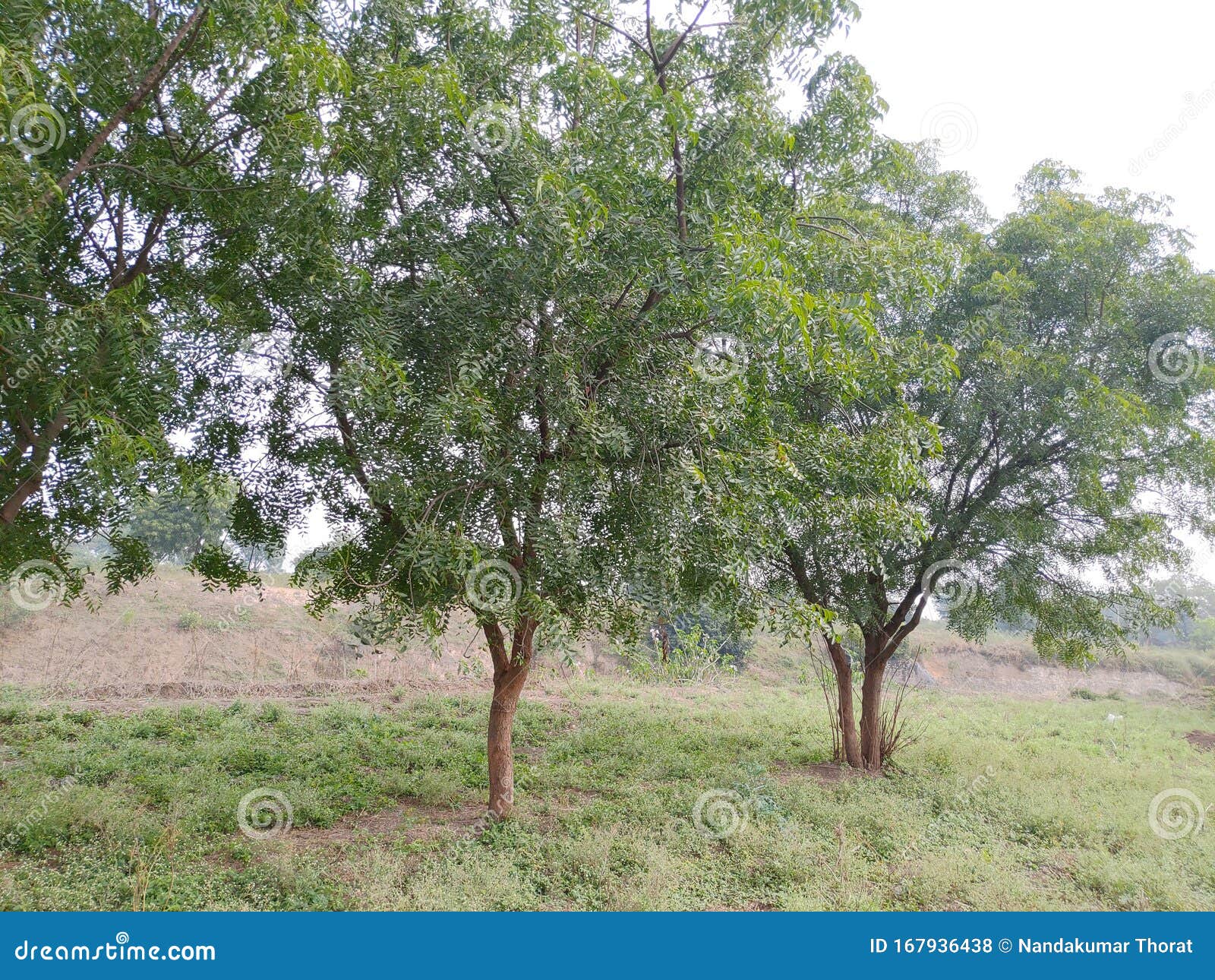 This is a Beautiful Neem Tree /azadiracht Stock Photo - Image of grass ...