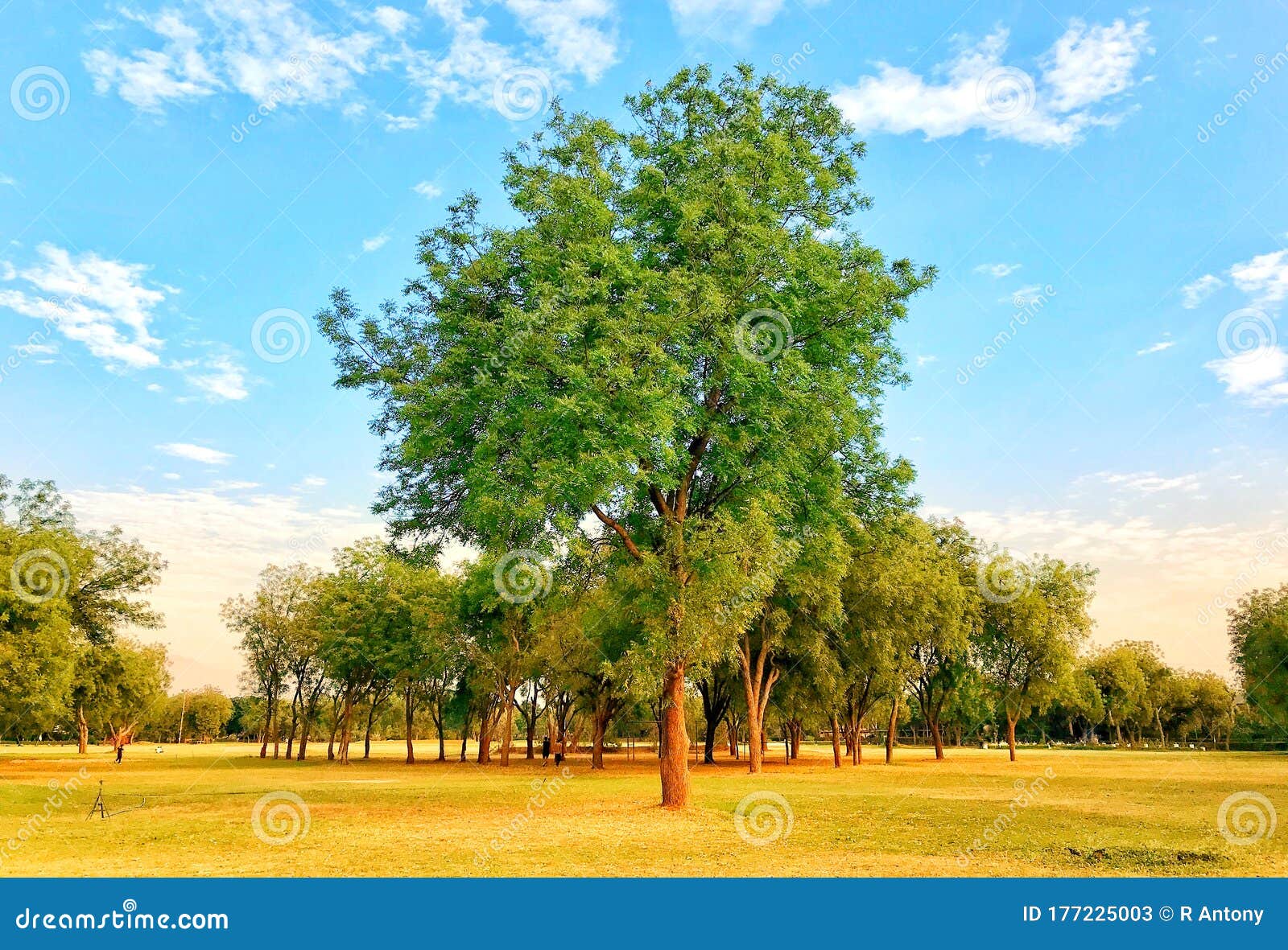 A Beautiful Neem Tree, Blue Sky and Clouds Stock Image - Image of blue ...